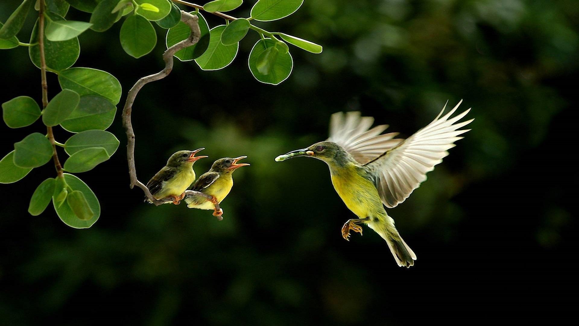Birds PC Wallpapers - Top Free Birds PC Backgrounds - WallpaperAccess