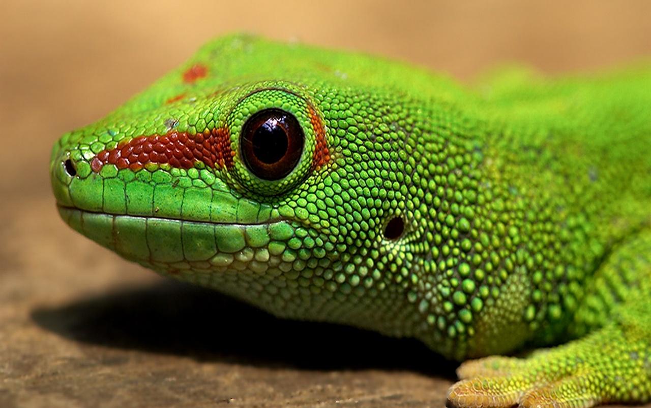 Gecko Wallpapers - Top Free Gecko Backgrounds - WallpaperAccess