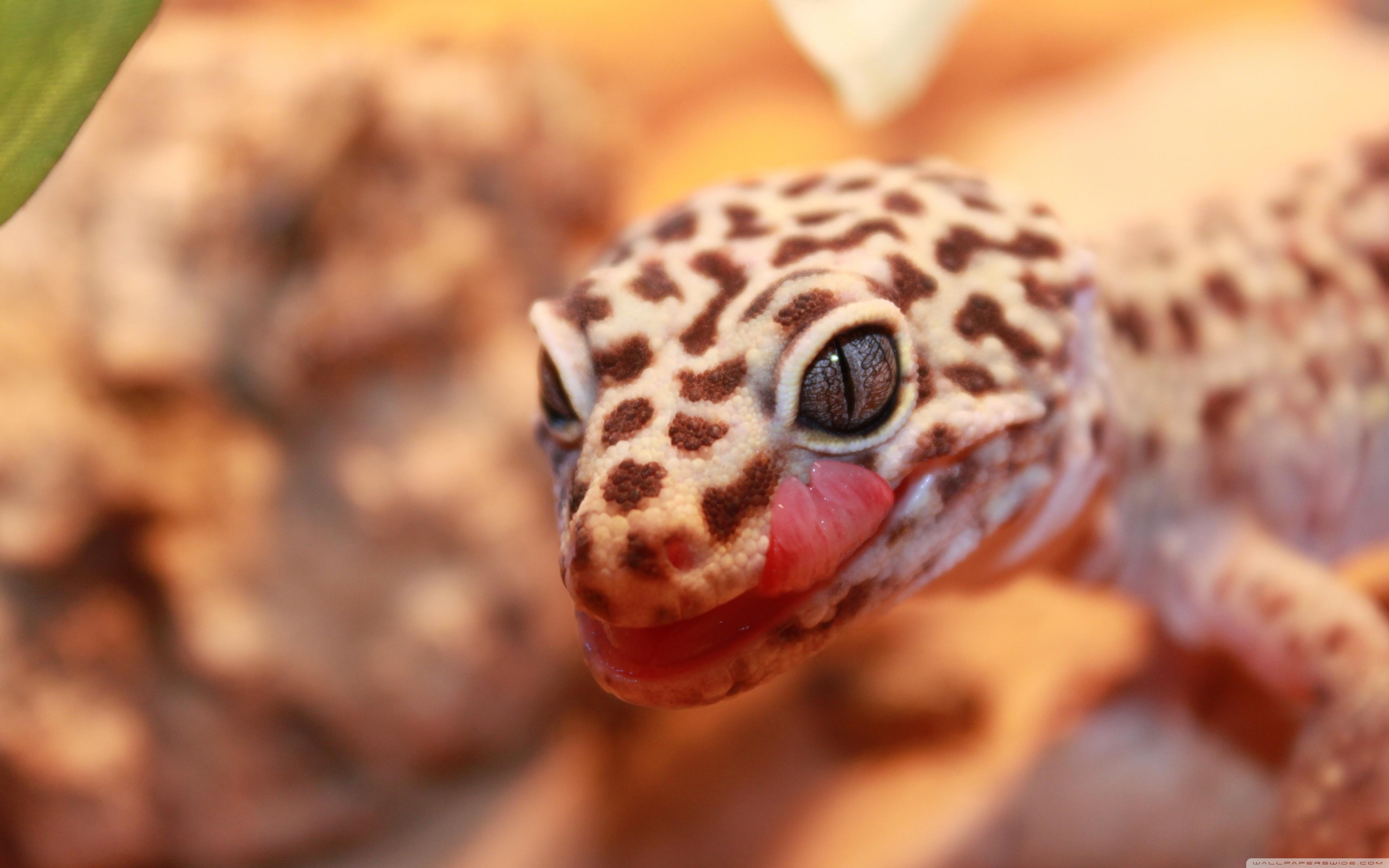 Gecko Wallpapers - Top Free Gecko Backgrounds - WallpaperAccess