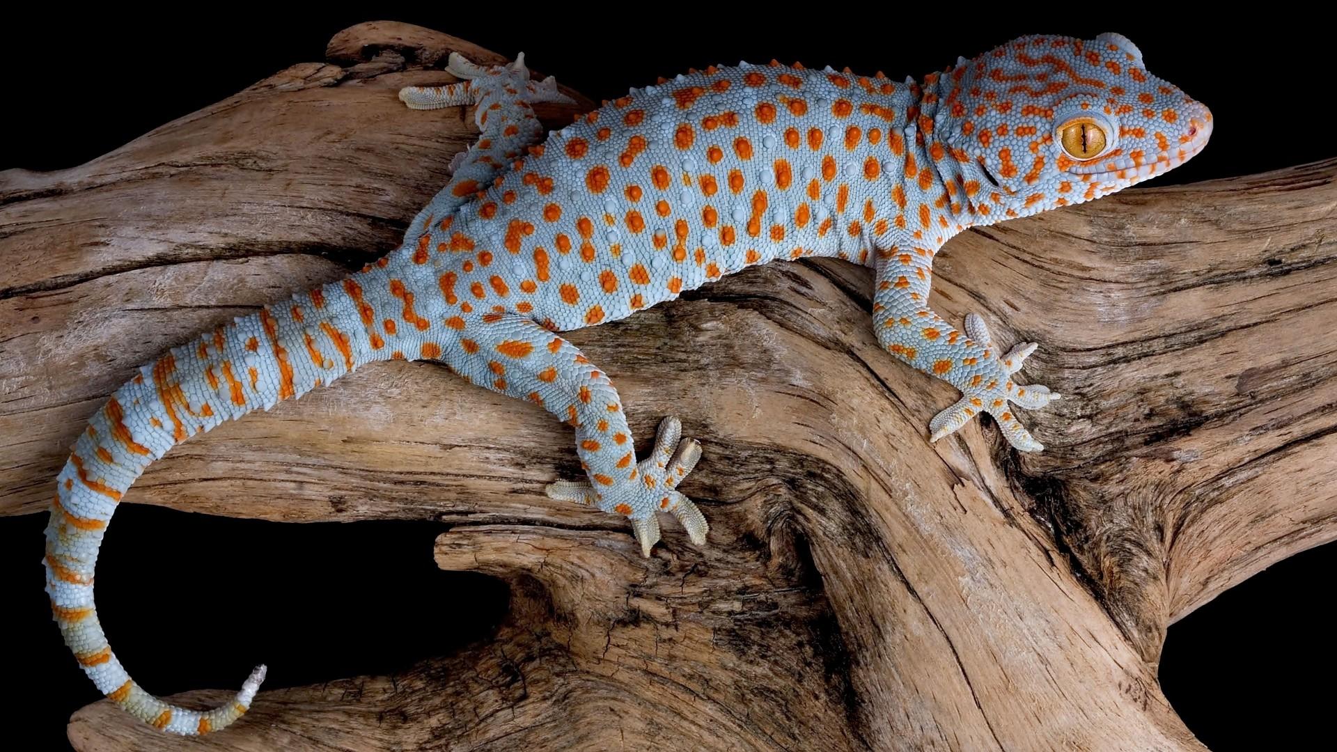 Gecko Wallpapers - Top Free Gecko Backgrounds - WallpaperAccess