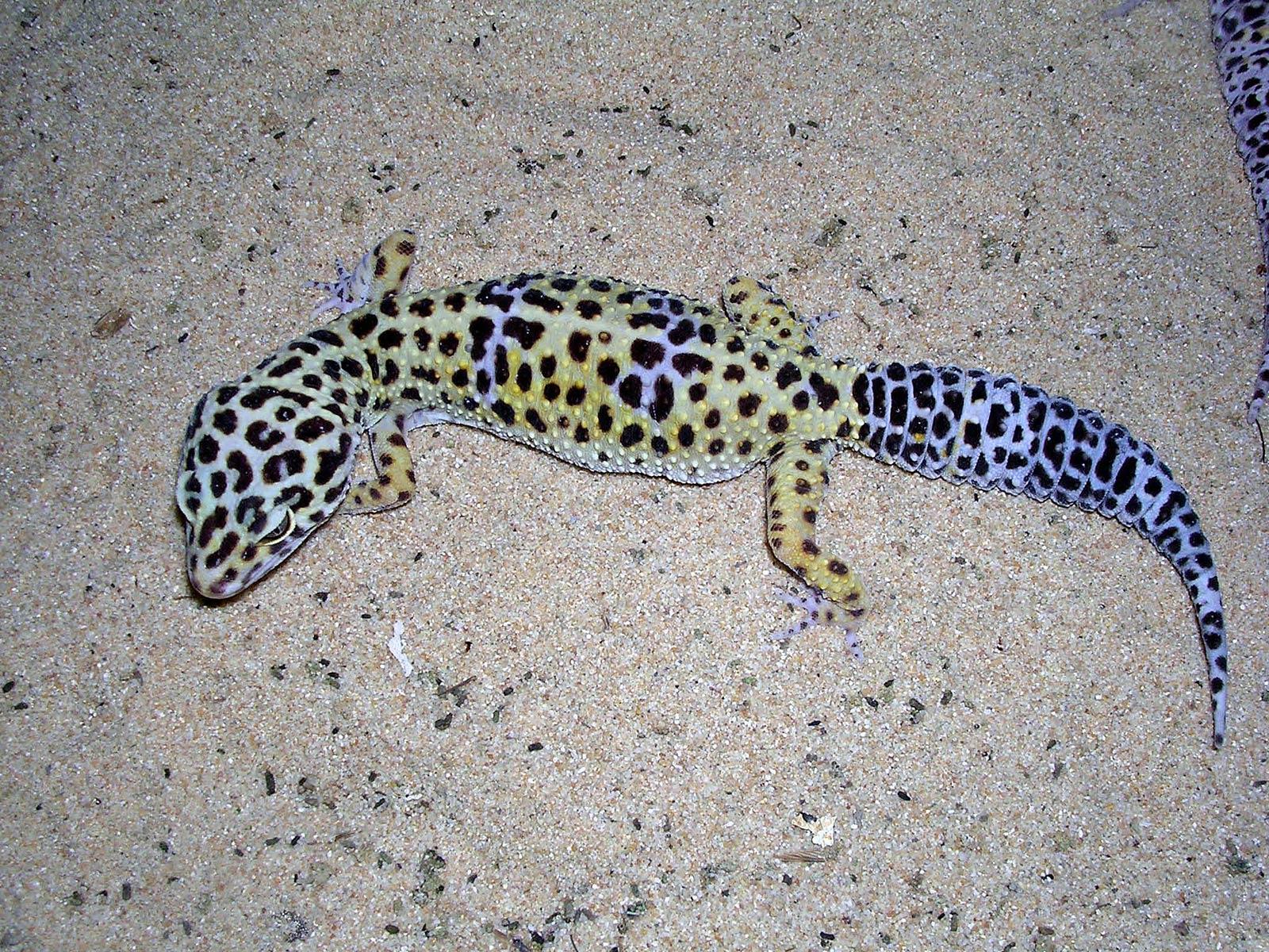 Gecko Wallpapers - Top Free Gecko Backgrounds - WallpaperAccess