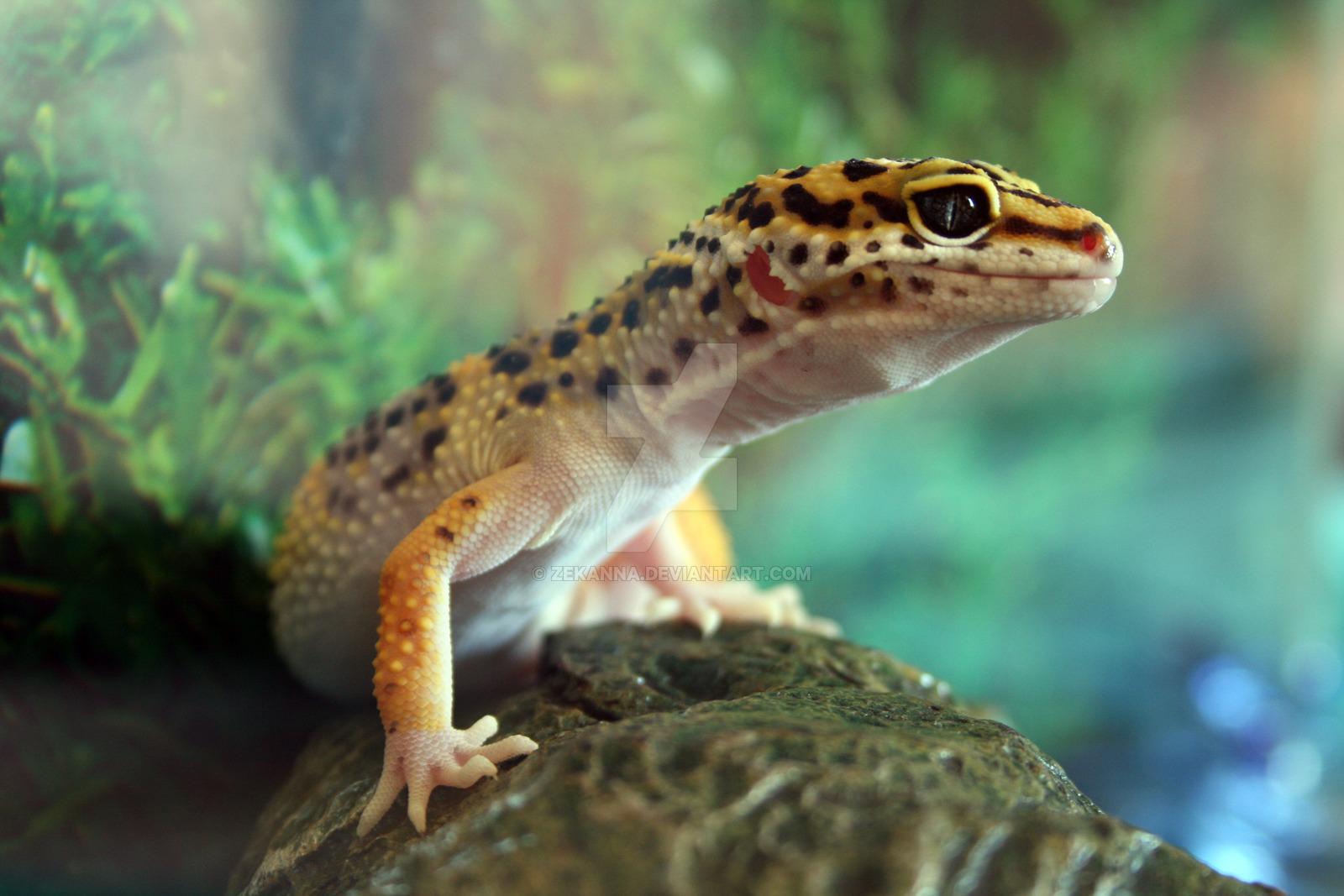 Gecko Wallpapers - Top Free Gecko Backgrounds - WallpaperAccess
