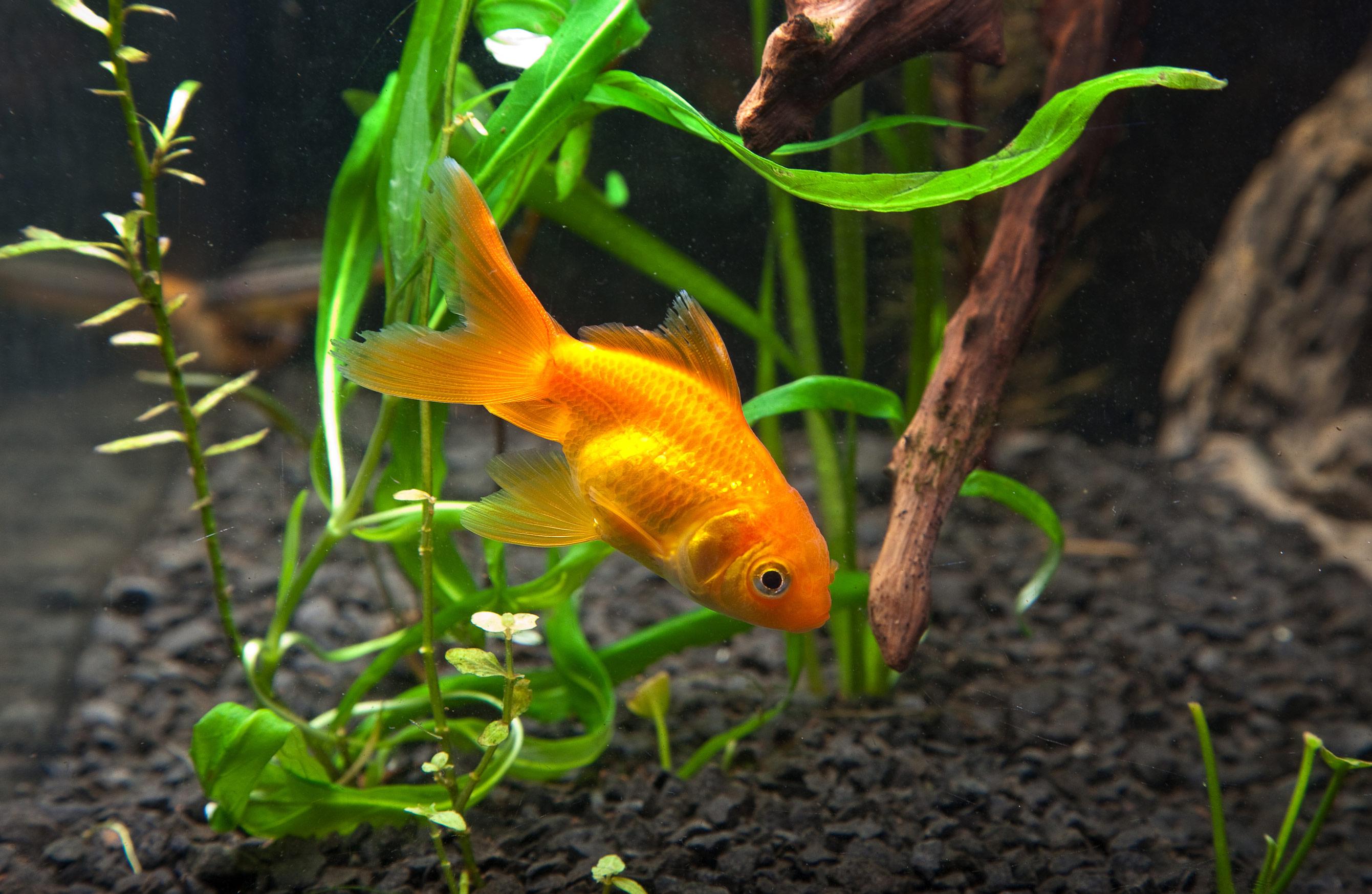 Goldfish Wallpapers - Top Free Goldfish Backgrounds - WallpaperAccess