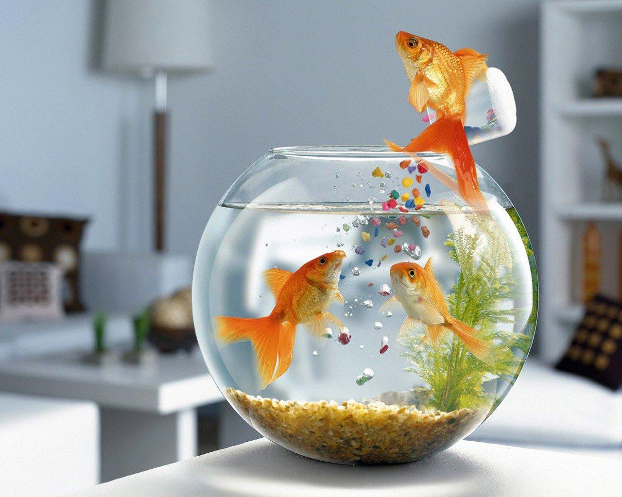 Goldfish Wallpapers - Top Free Goldfish Backgrounds - WallpaperAccess