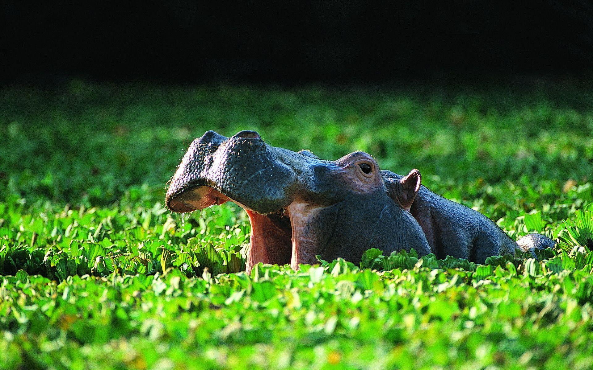 Cute Hippo Wallpapers - Top Free Cute Hippo Backgrounds - WallpaperAccess