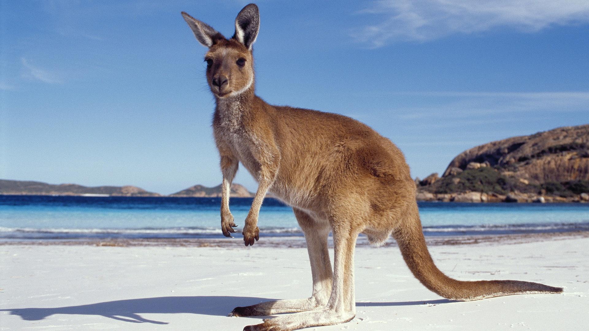 Kangaroo Wallpapers - Top Free Kangaroo Backgrounds - WallpaperAccess