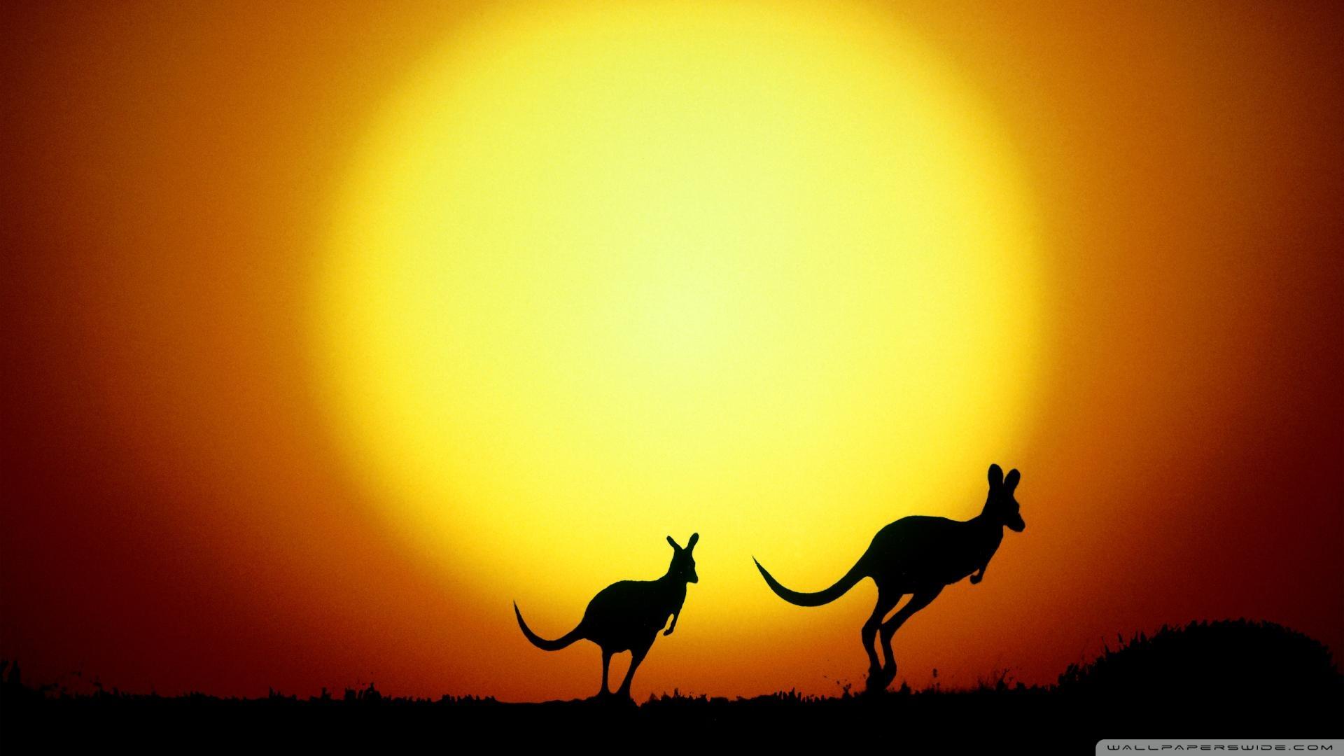 Kangaroo Wallpapers - Top Free Kangaroo Backgrounds - WallpaperAccess