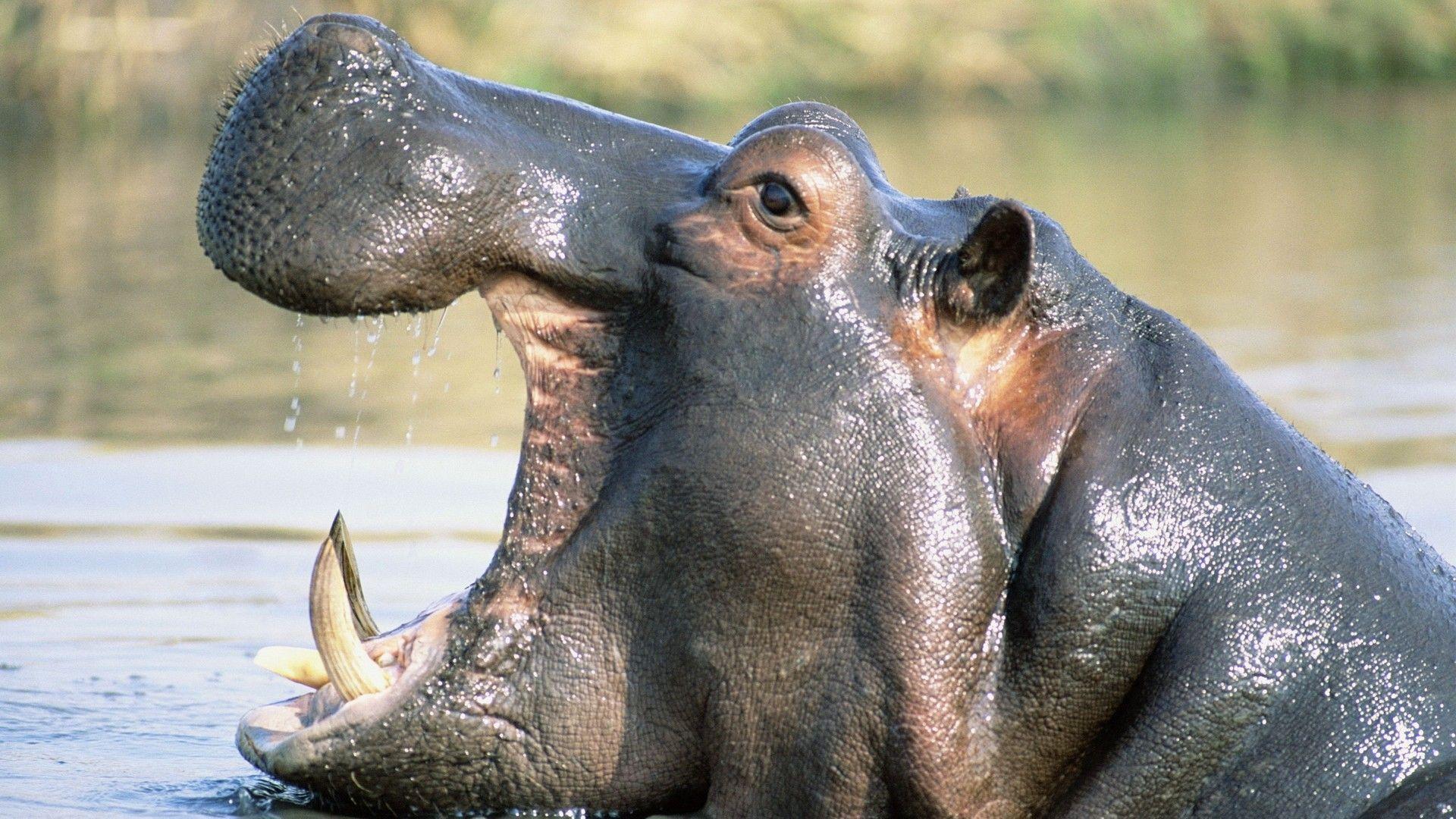 Hippopotamus Wallpapers - Top Free Hippopotamus Backgrounds ...