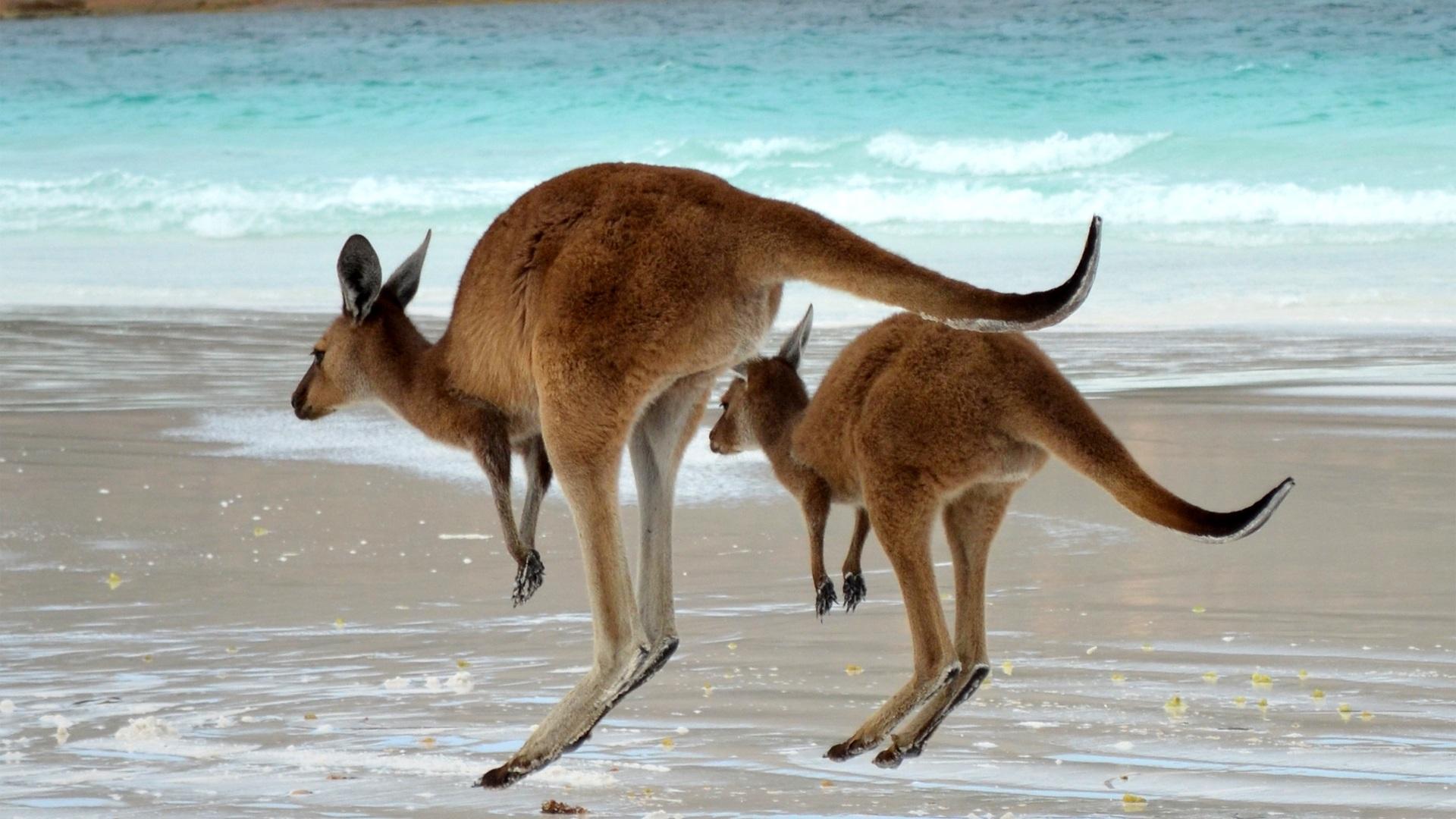 Kangaroo Wallpapers - Top Free Kangaroo Backgrounds - WallpaperAccess