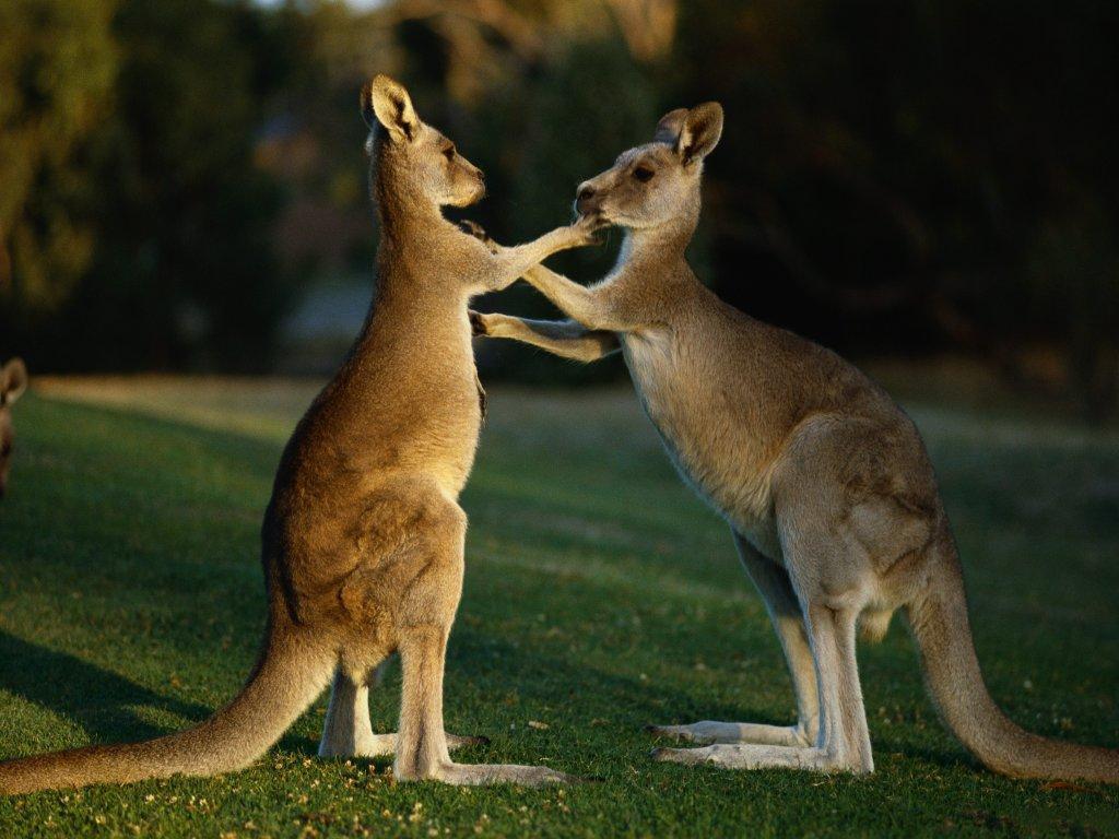 Kangaroo Wallpapers - Top Free Kangaroo Backgrounds - WallpaperAccess