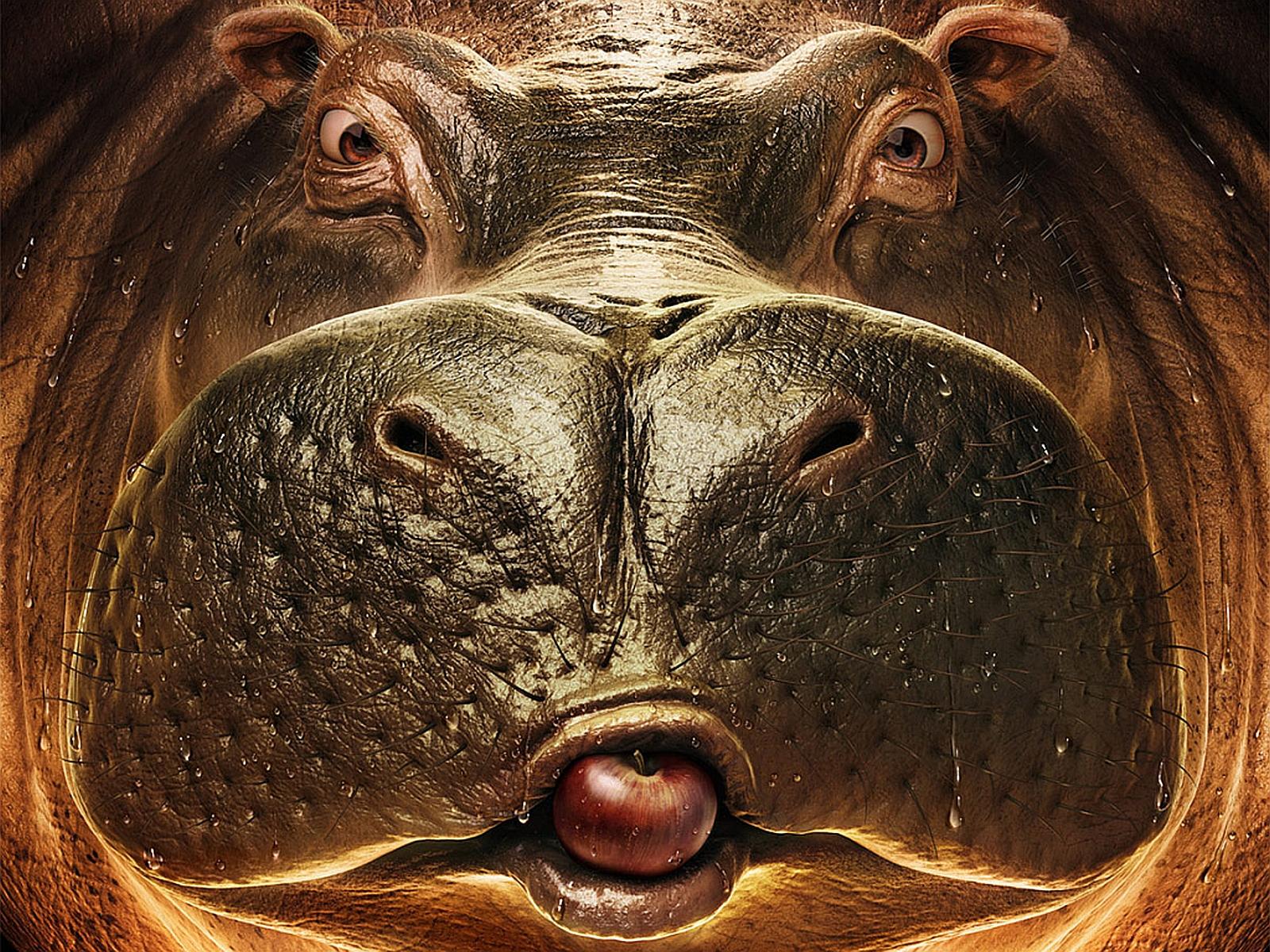 Hippopotamus Wallpapers - Top Free Hippopotamus Backgrounds ...