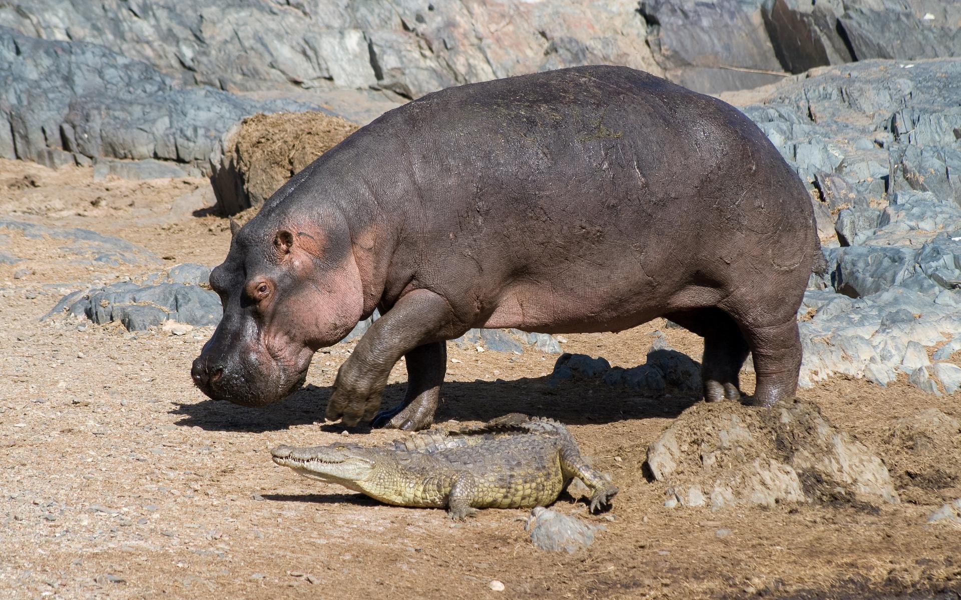 Hippopotamus Wallpapers - Top Free Hippopotamus Backgrounds ...