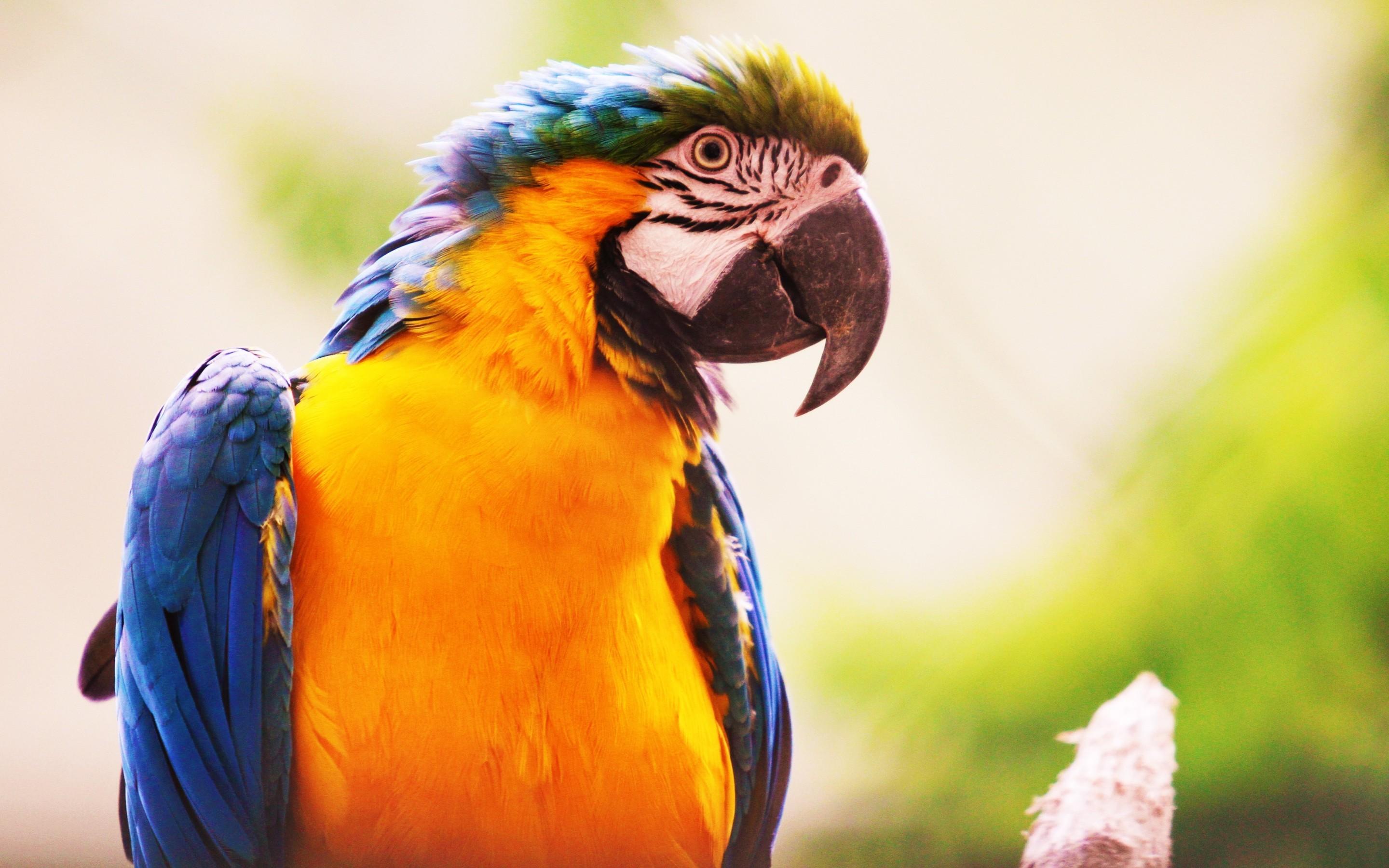 Macaw Wallpapers - Top Free Macaw Backgrounds - WallpaperAccess