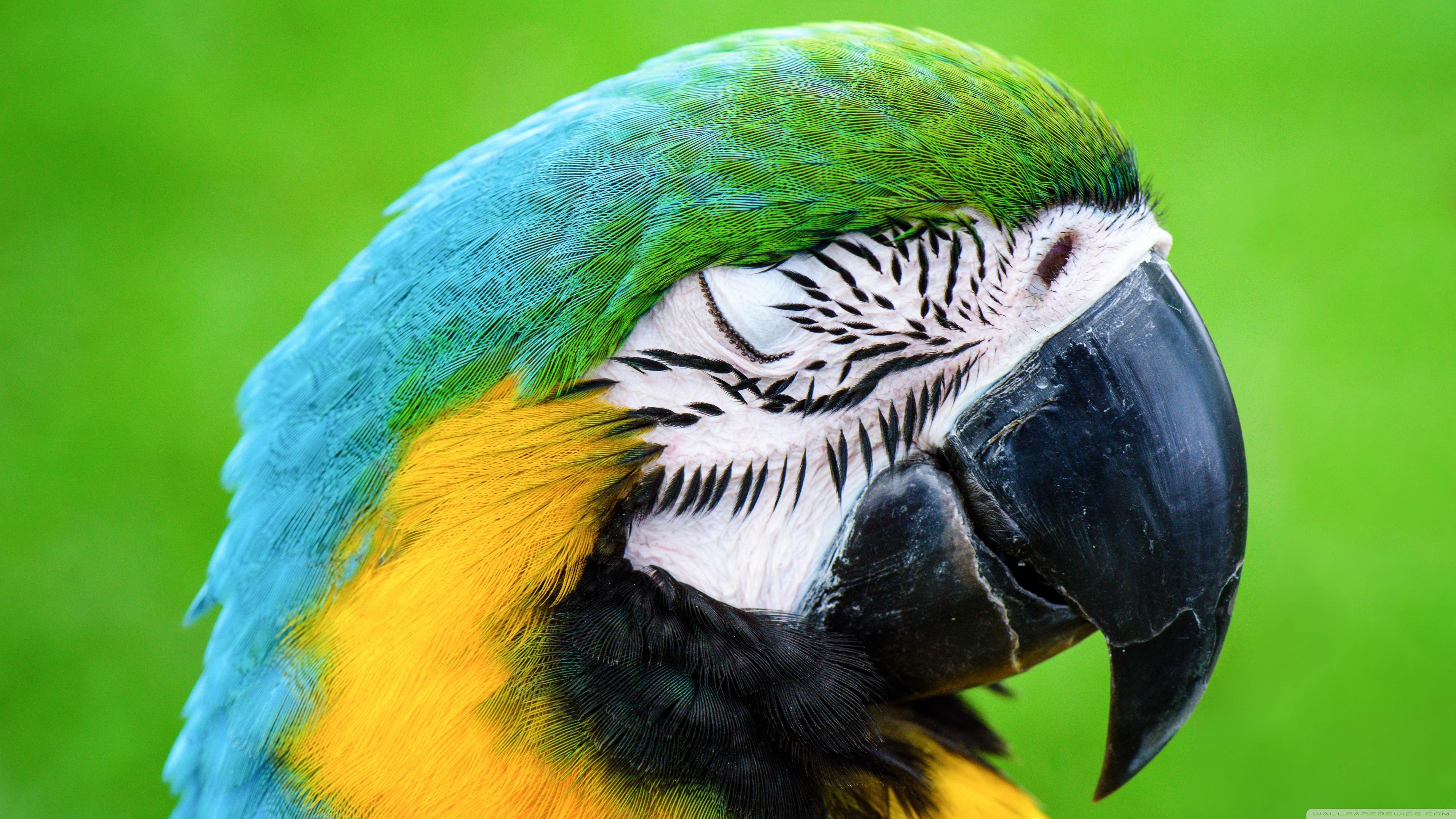 Macaw Wallpapers - Top Free Macaw Backgrounds - WallpaperAccess