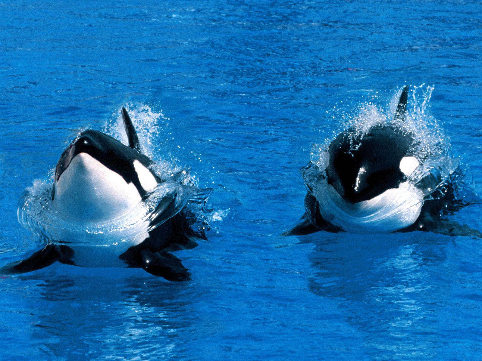 Orca Wallpapers - Top Free Orca Backgrounds - WallpaperAccess