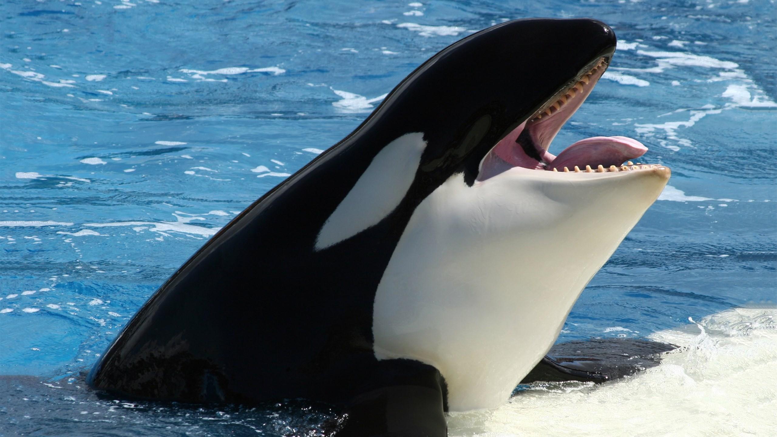 Orca Wallpapers - Top Free Orca Backgrounds - WallpaperAccess Orca Wallpapers - Top Free Orca Backgrounds - WallpaperAccess