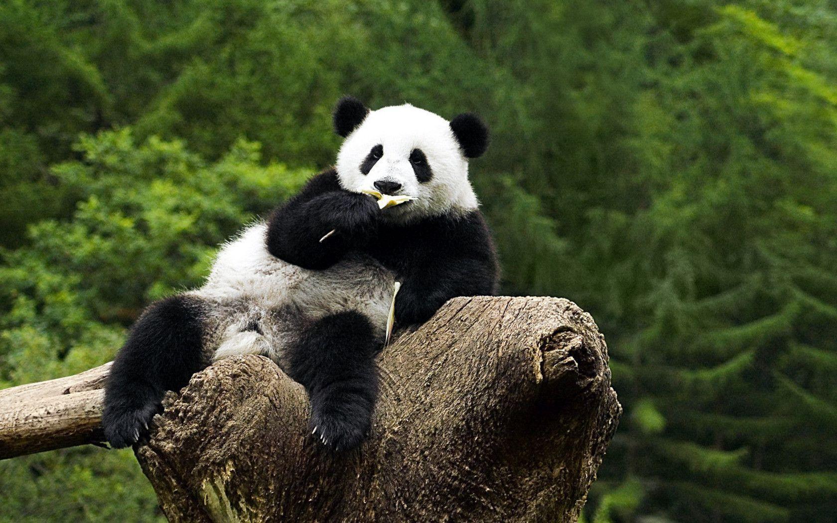 HD Panda Bear Wallpapers - Top Free HD Panda Bear Backgrounds - WallpaperAccess