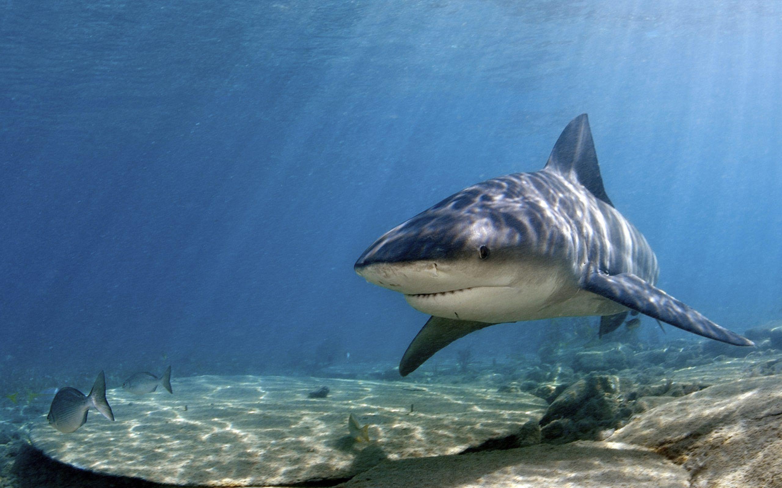 Shark Wallpapers - Top Free Shark Backgrounds - WallpaperAccess