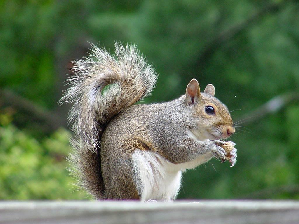 Squirrel Wallpapers - Top Free Squirrel Backgrounds - WallpaperAccess