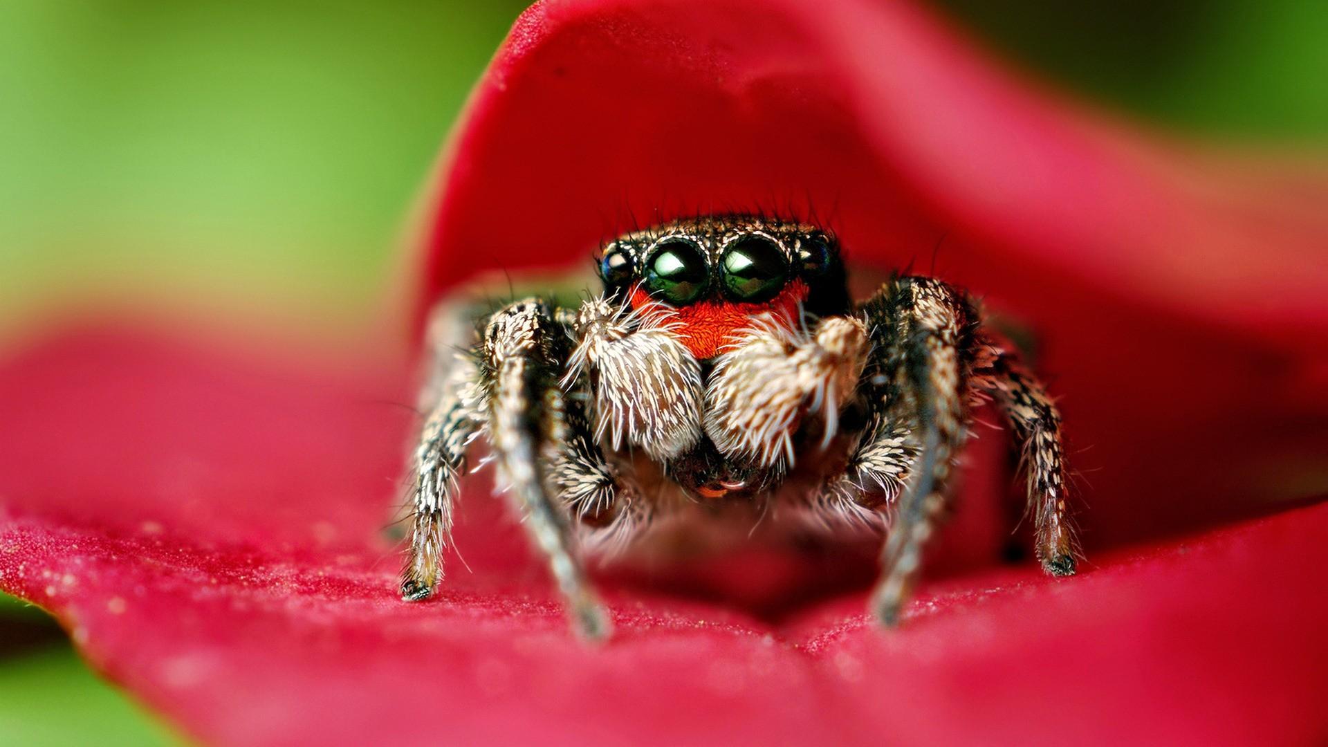 Cute Spider Desktop Wallpapers - Top Free Cute Spider Desktop ...
