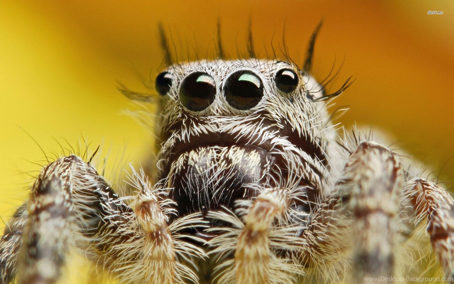 Spider Wallpapers - Top Free Spider Backgrounds - WallpaperAccess