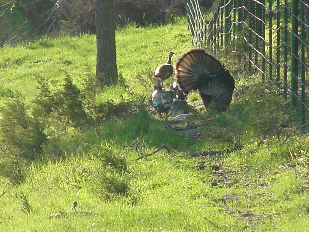 Turkey Hunting Wallpapers - Top Free Turkey Hunting Backgrounds ...