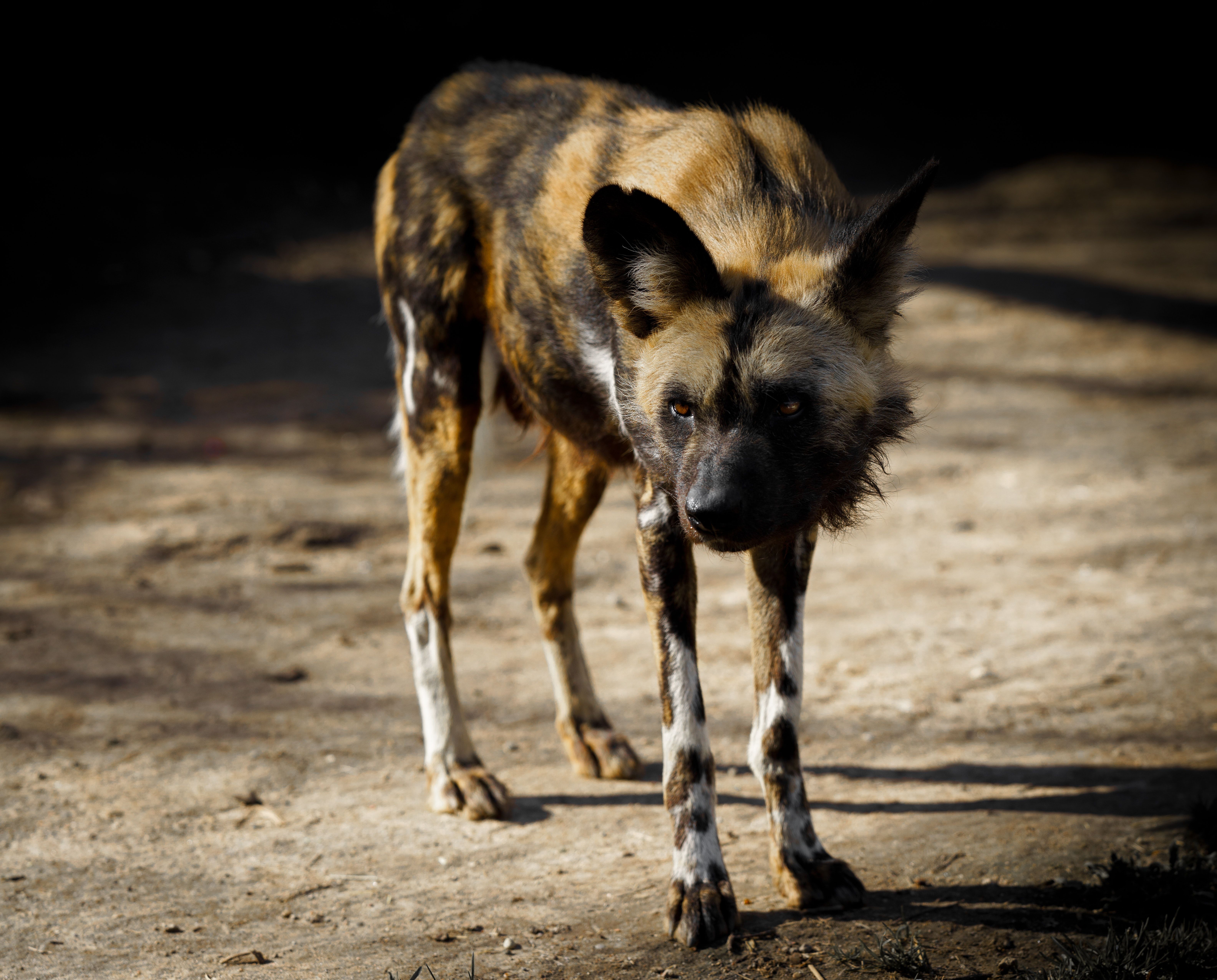 African Wild Dog Wallpapers - Top Free African Wild Dog Backgrounds ...