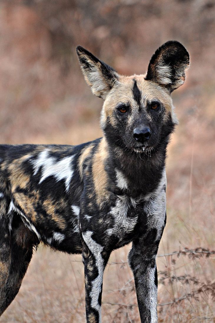 African Wild Dog Wallpapers - Top Free African Wild Dog Backgrounds ...
