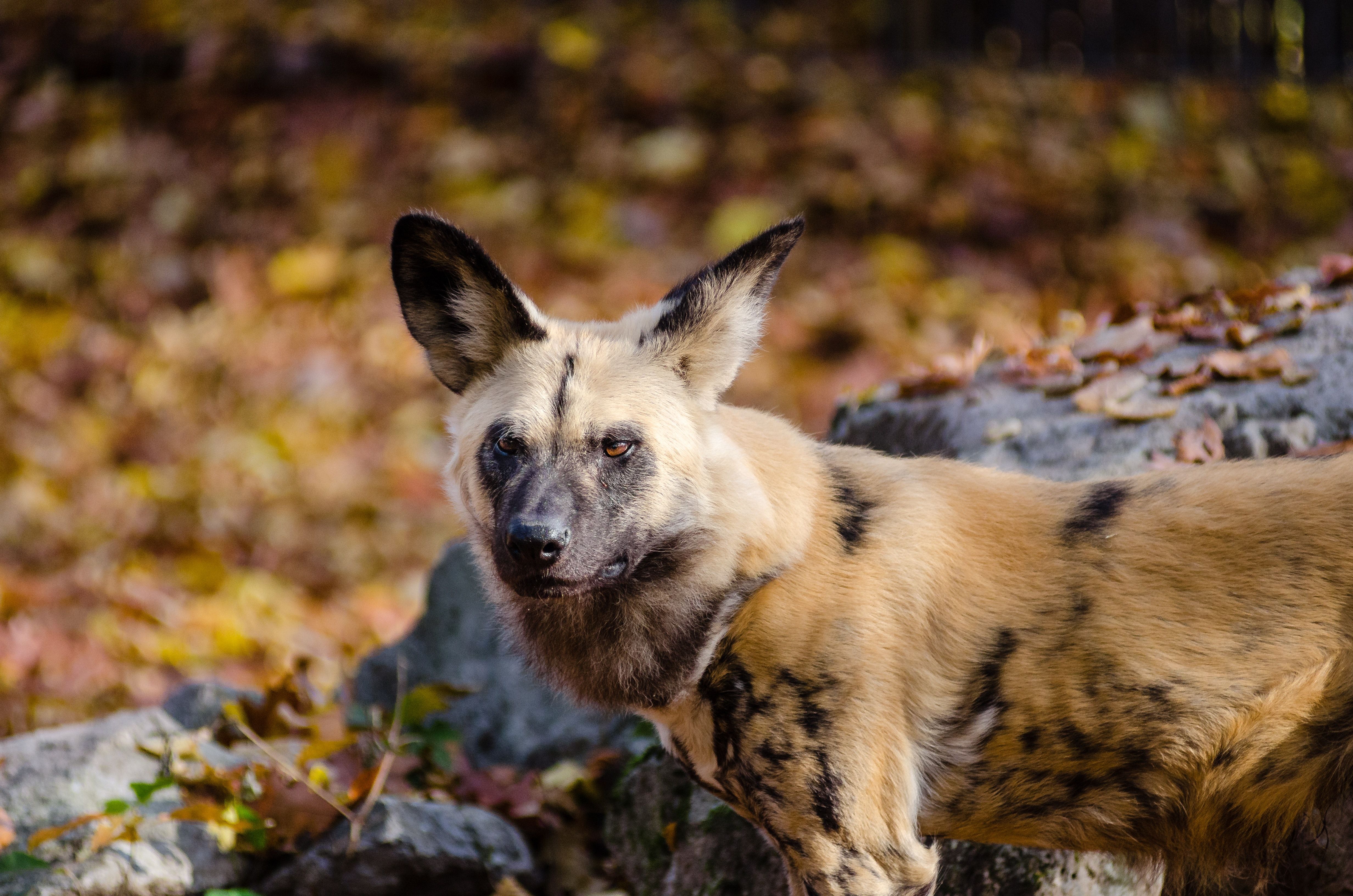 African Wild Dog Wallpapers - Top Free African Wild Dog Backgrounds ...