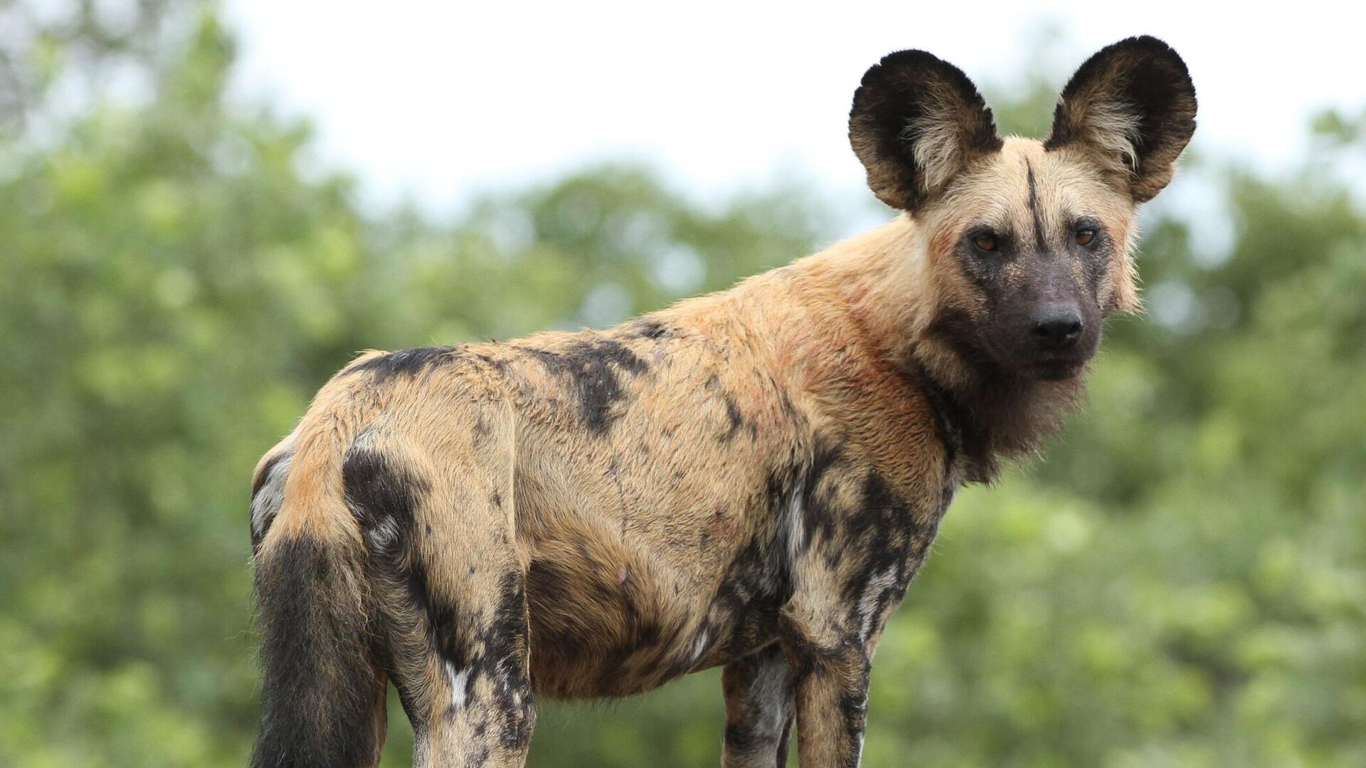 African Wild Dog Wallpapers - Top Free African Wild Dog Backgrounds ...