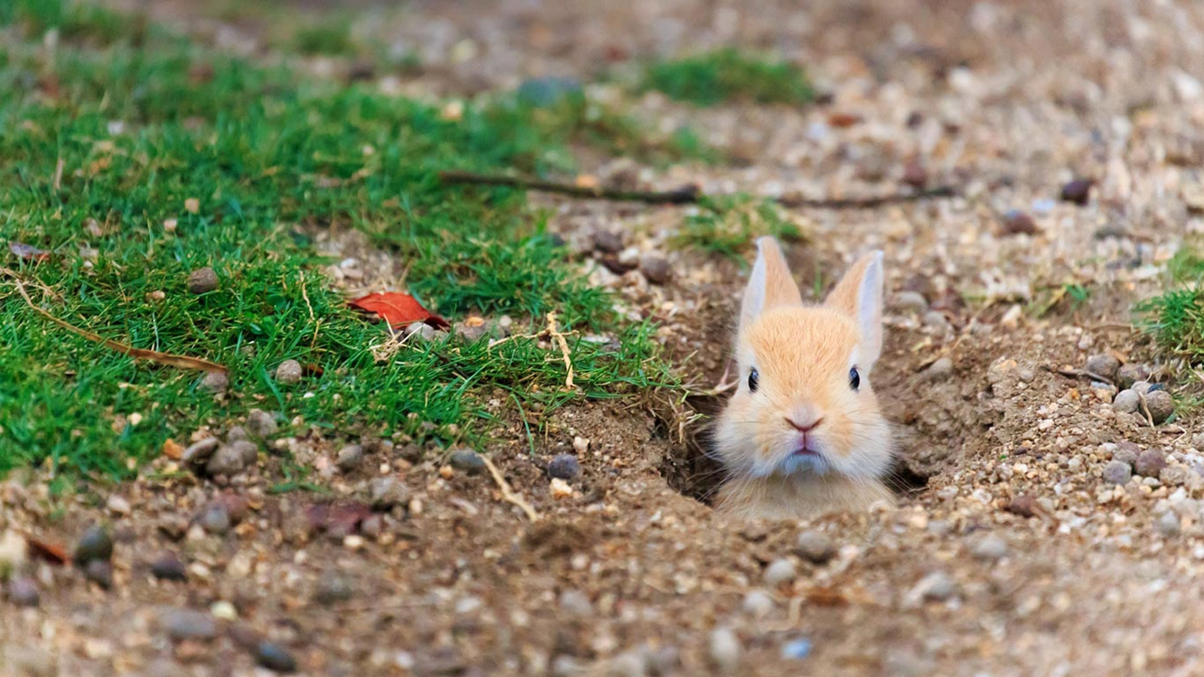 Bing Bunny Wallpapers - Top Free Bing Bunny Backgrounds - WallpaperAccess