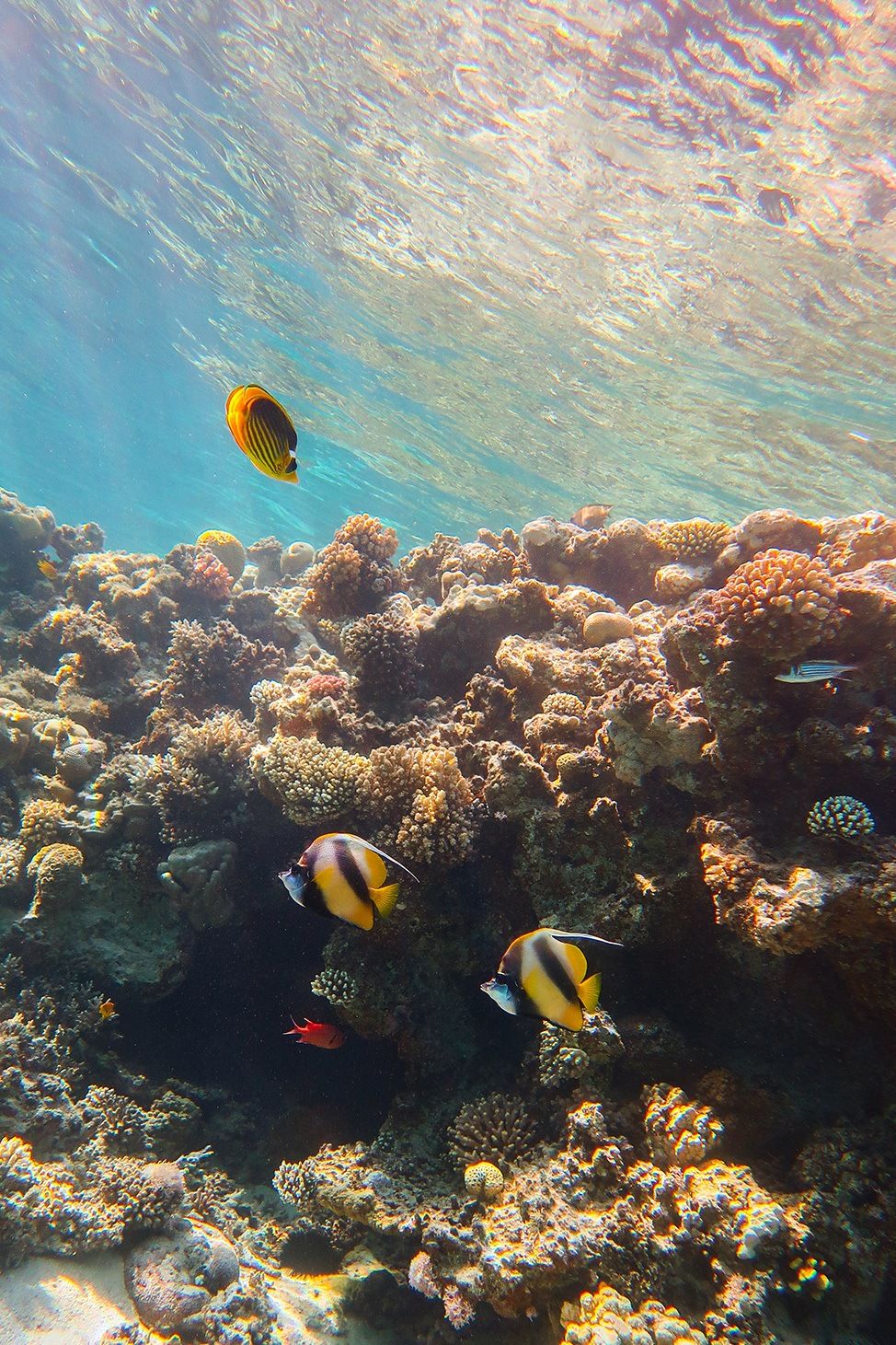 Dahab Wallpapers - Top Free Dahab Backgrounds - WallpaperAccess