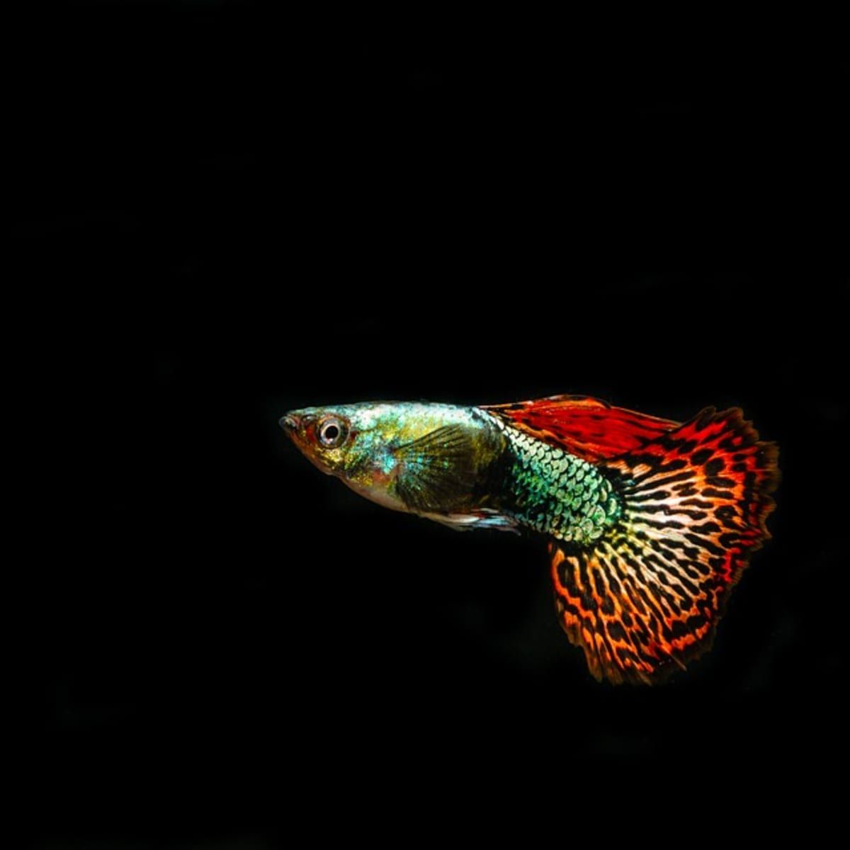 Guppy Fish Wallpapers - Top Free Guppy Fish Backgrounds - WallpaperAccess