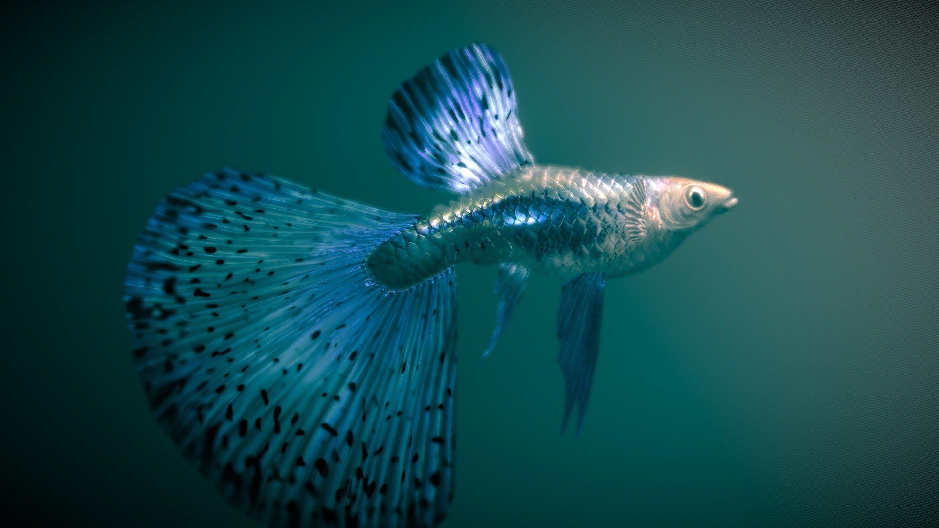 Guppy Fish Wallpapers - Top Free Guppy Fish Backgrounds - WallpaperAccess