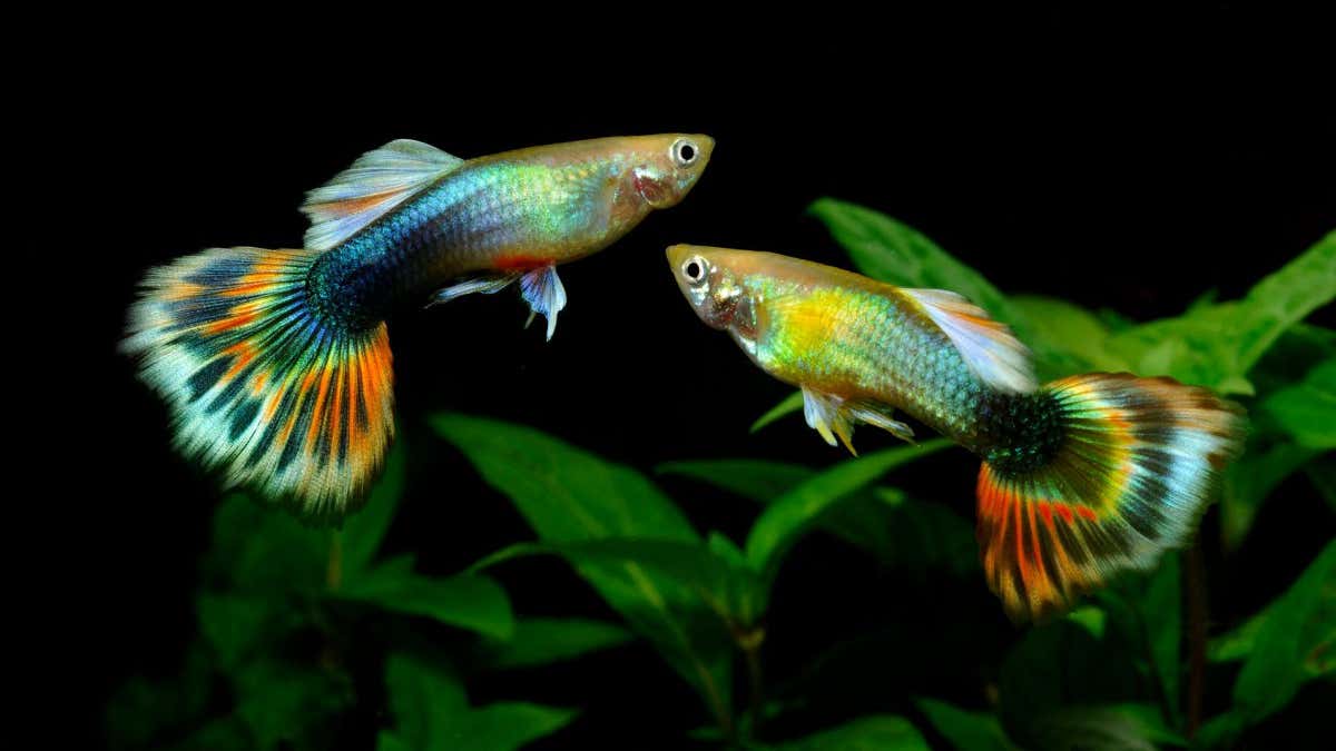Guppy Fish Wallpapers - Top Free Guppy Fish Backgrounds - WallpaperAccess
