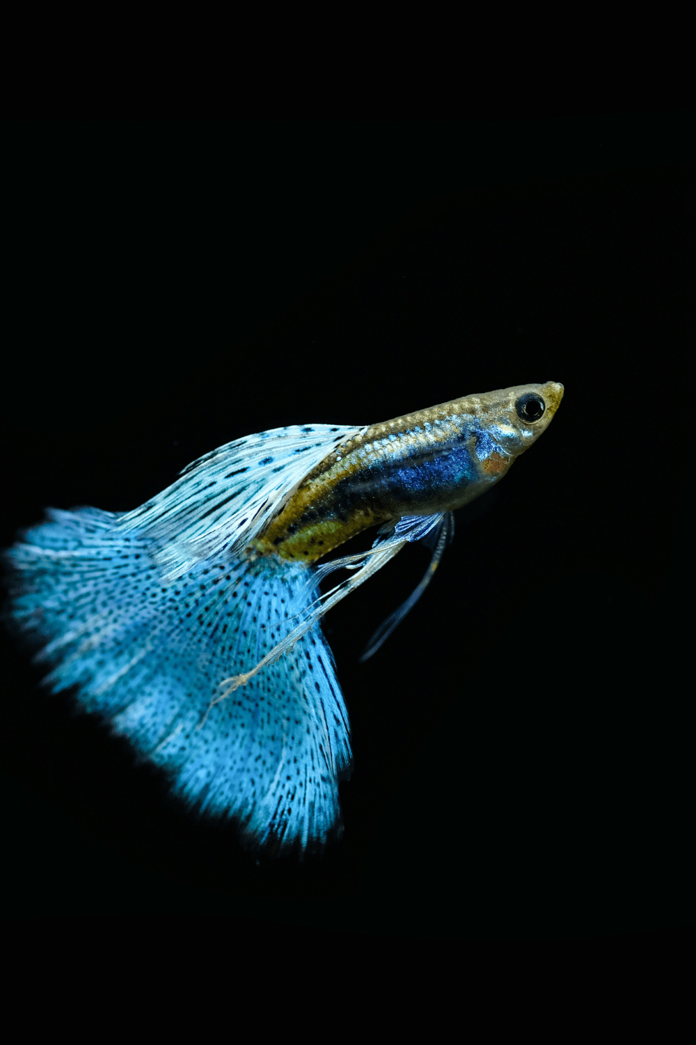 Guppy Fish Wallpapers - Top Free Guppy Fish Backgrounds - WallpaperAccess