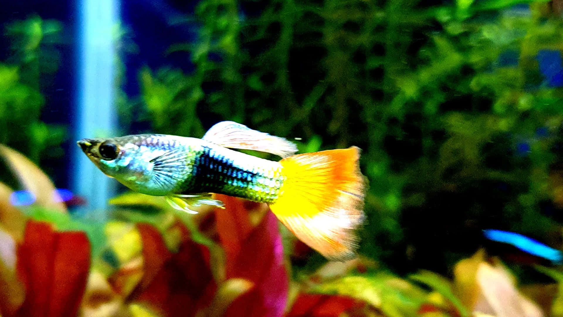 Guppy Fish Wallpapers - Top Free Guppy Fish Backgrounds - WallpaperAccess