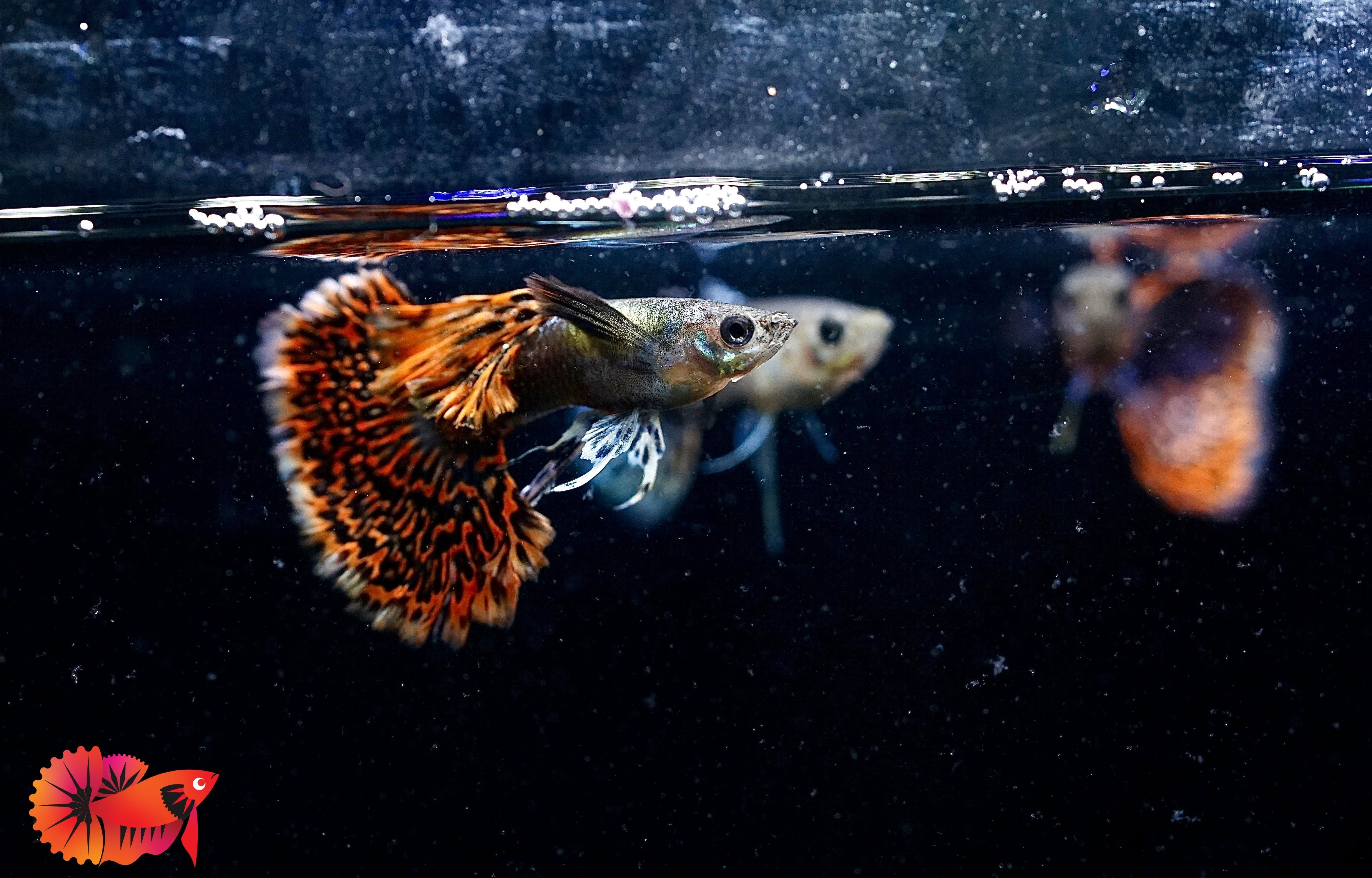 Guppy Fish Wallpapers - Top Free Guppy Fish Backgrounds - WallpaperAccess