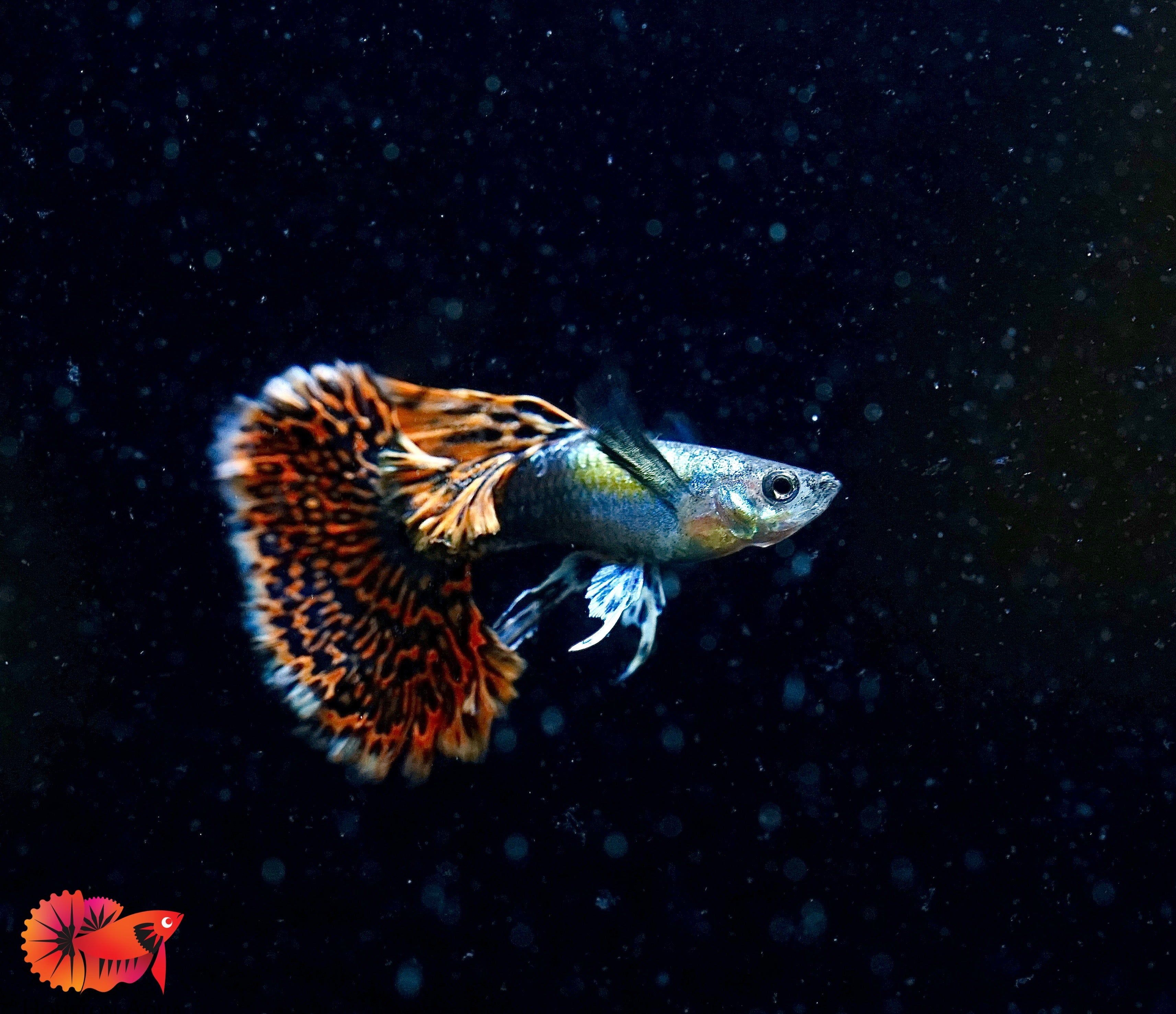 Guppy Fish Wallpapers - Top Free Guppy Fish Backgrounds - WallpaperAccess