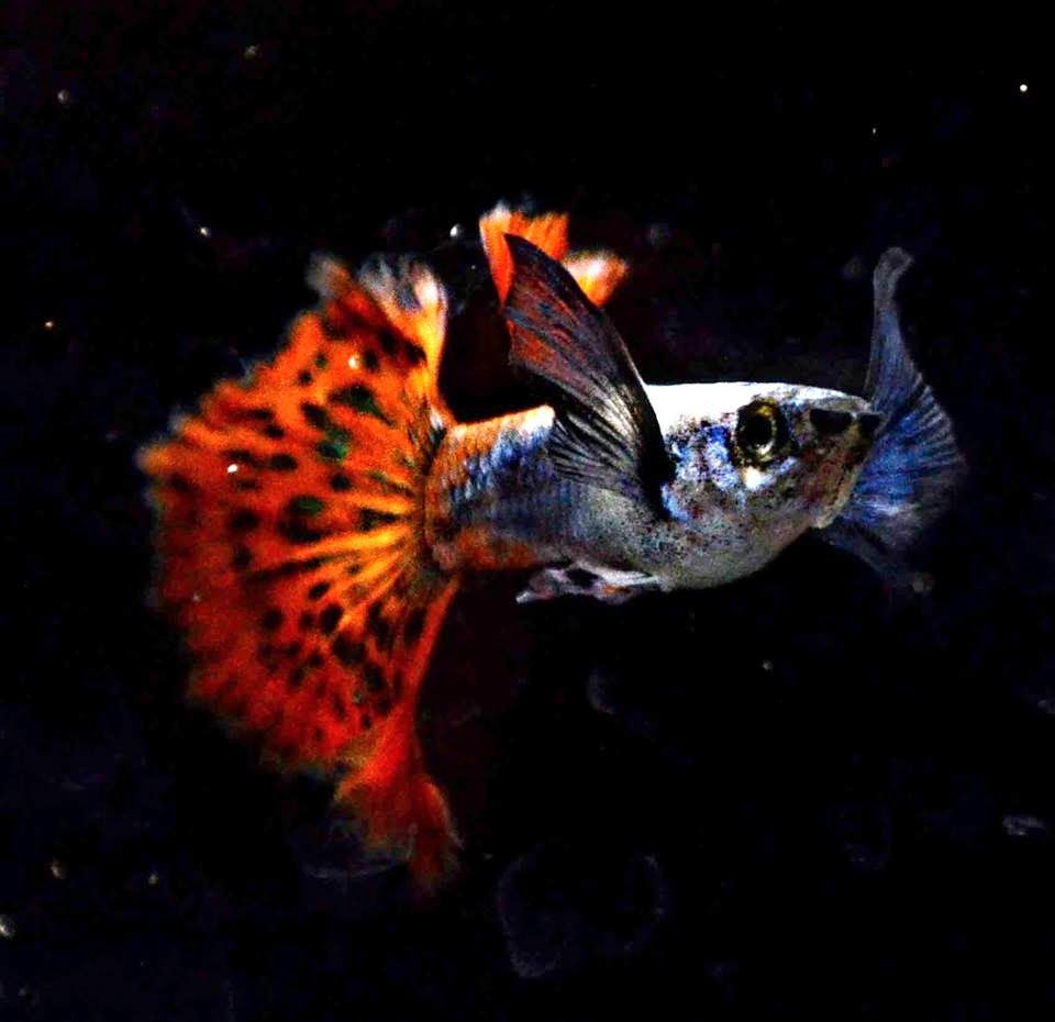 Guppy Fish Wallpapers - Top Free Guppy Fish Backgrounds - WallpaperAccess