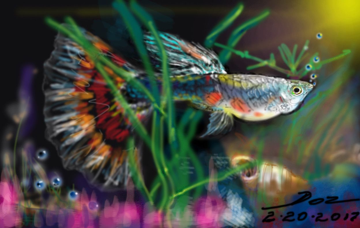 Guppy Fish Wallpapers - Top Free Guppy Fish Backgrounds - WallpaperAccess