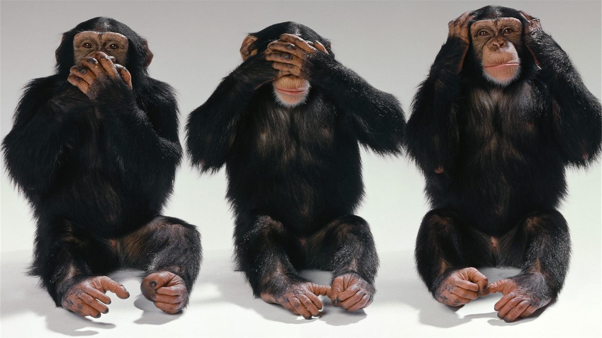 Three Monkeys Wallpapers - Top Free Three Monkeys Backgrounds ...