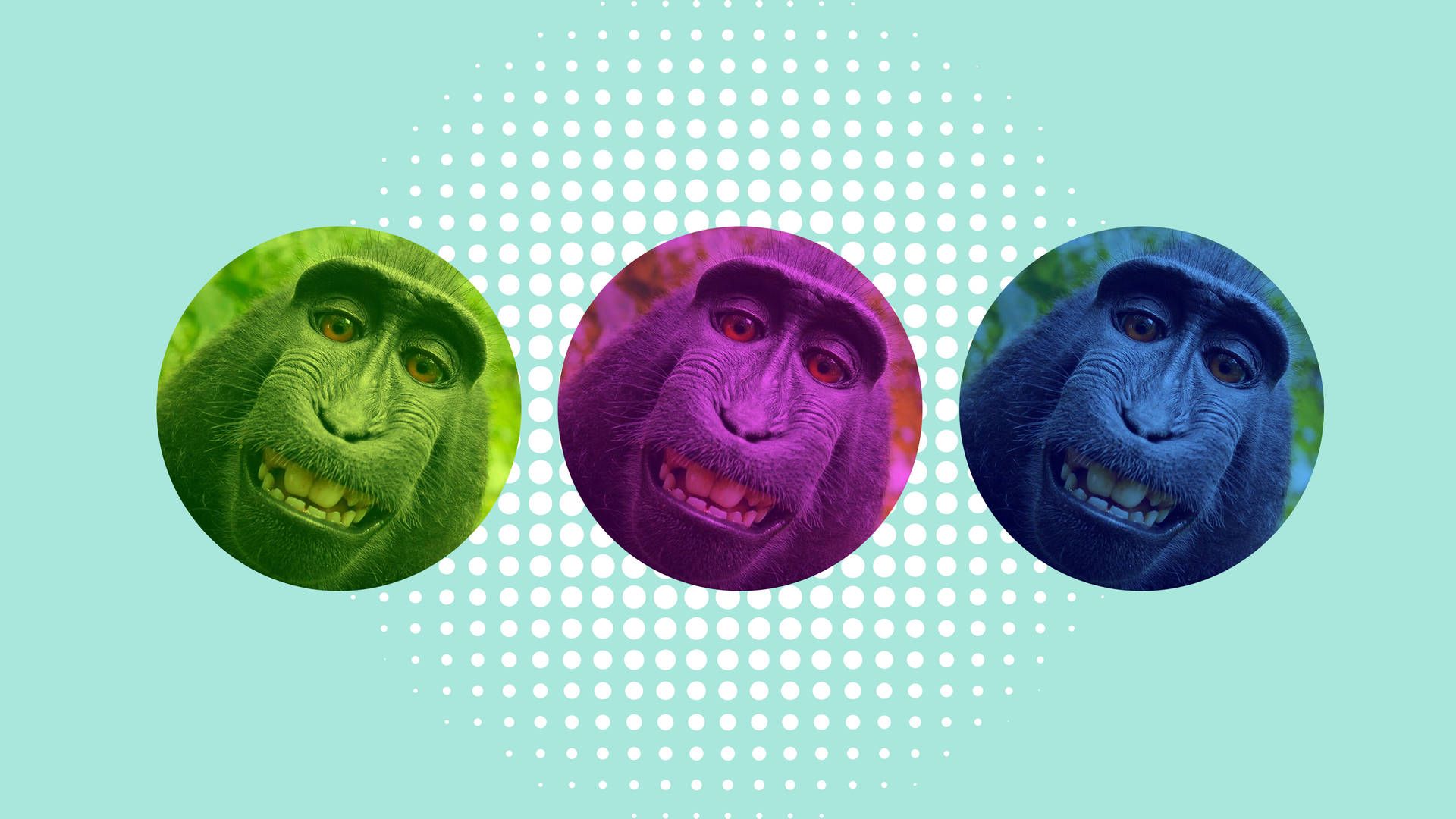 Three Monkeys Wallpapers - Top Free Three Monkeys Backgrounds ...
