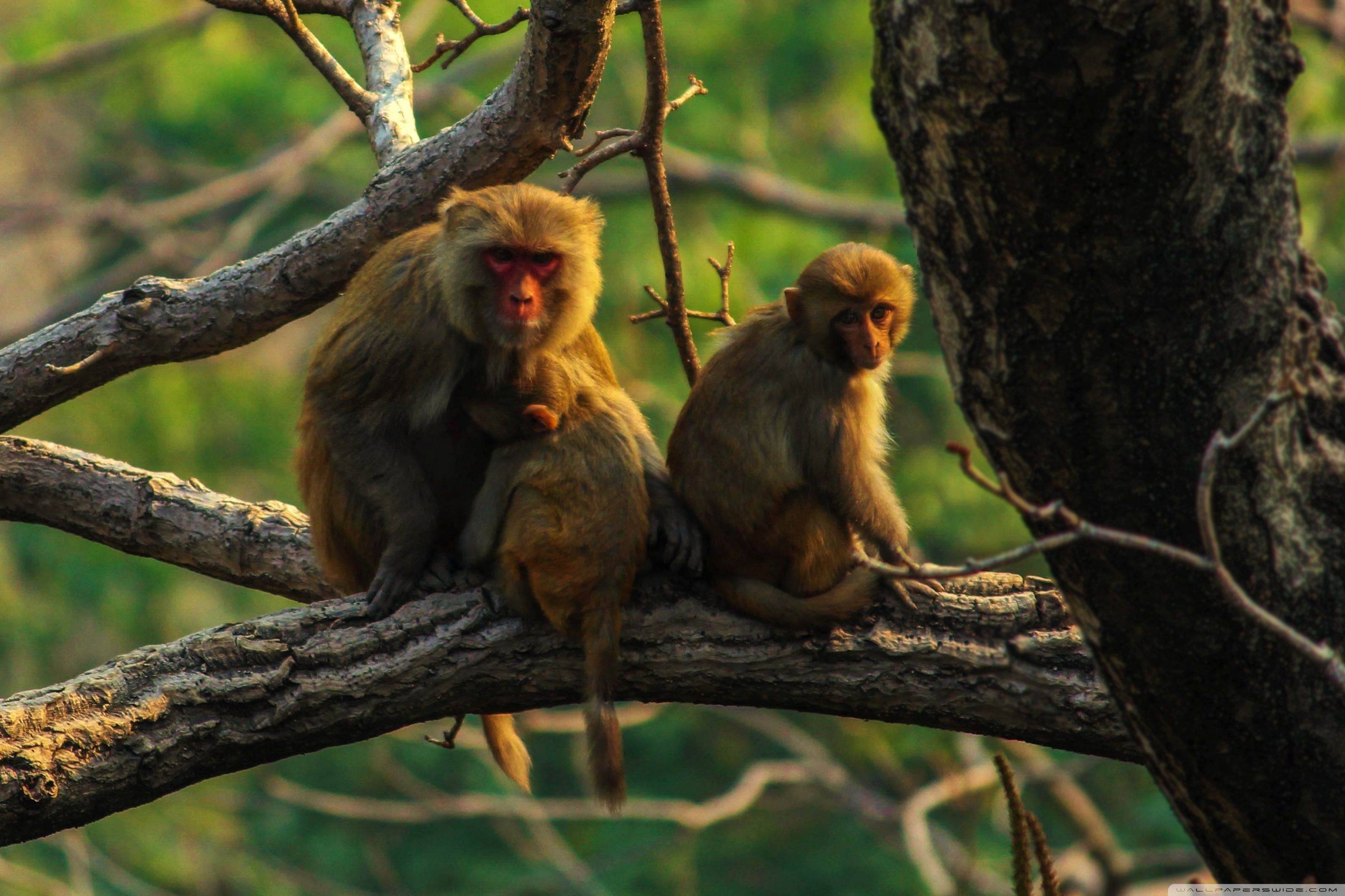 Three Monkeys Wallpapers - Top Free Three Monkeys Backgrounds - WallpaperAccess