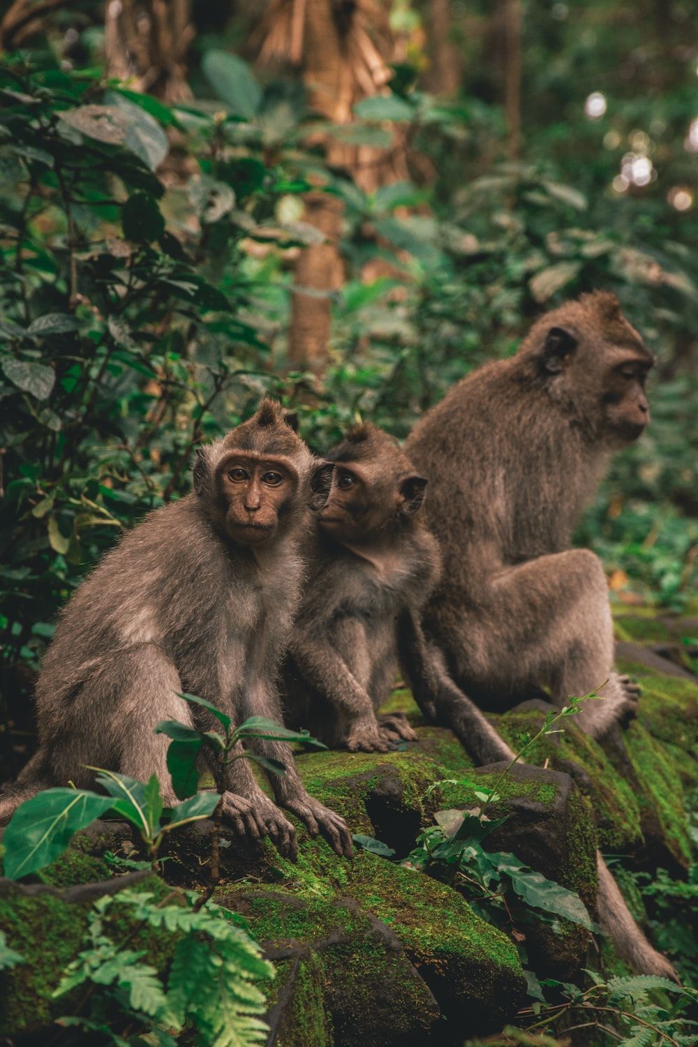 Three Monkeys Wallpapers - Top Free Three Monkeys Backgrounds ...