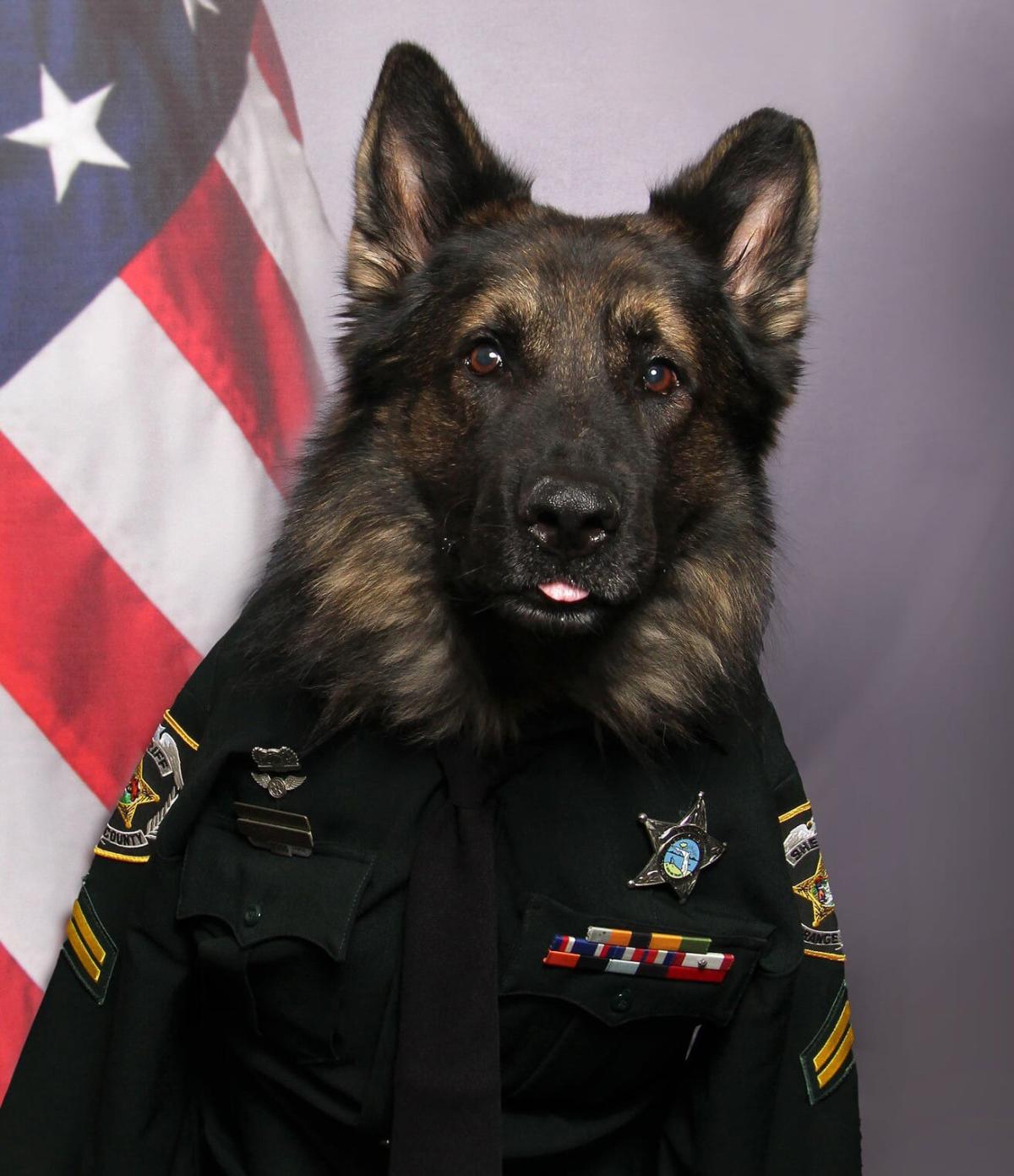 K9 Dog Wallpapers - Top Free K9 Dog Backgrounds - WallpaperAccess
