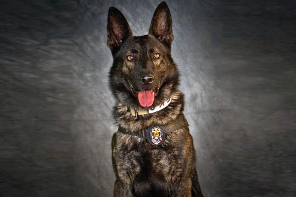 K9 Dog Wallpapers - Top Free K9 Dog Backgrounds - WallpaperAccess