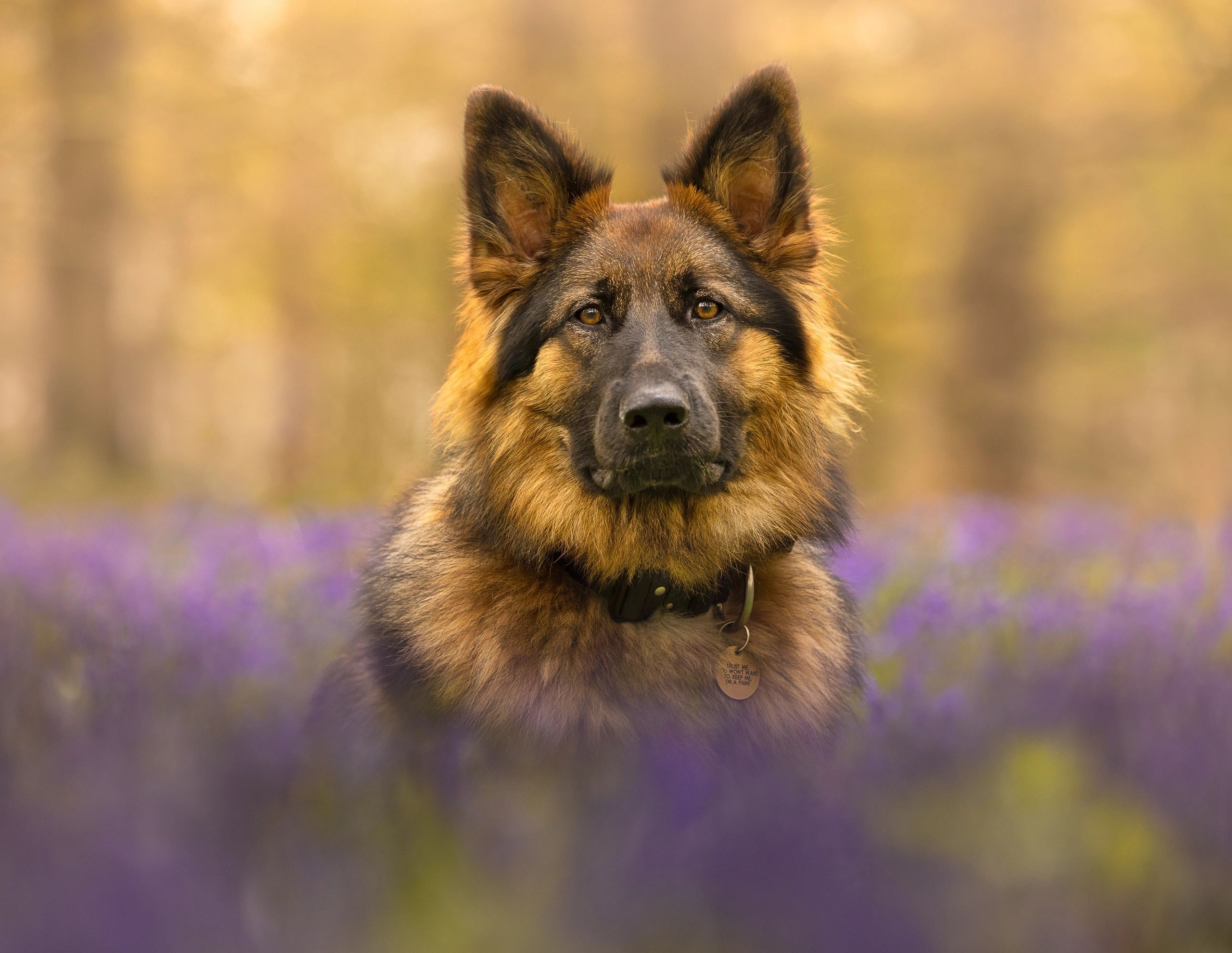 K9 Dog Wallpapers - Top Free K9 Dog Backgrounds - WallpaperAccess