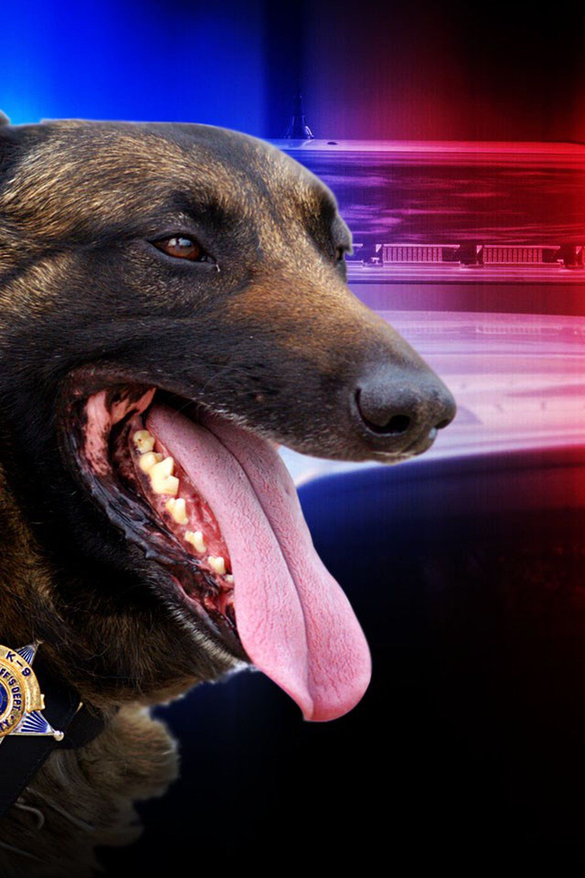 K9 Dog Wallpapers - Top Free K9 Dog Backgrounds - WallpaperAccess