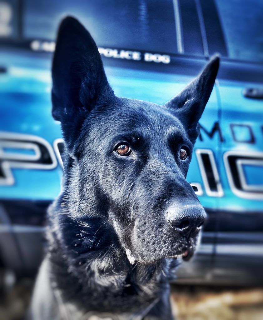 K9 Dog Wallpapers - Top Free K9 Dog Backgrounds - WallpaperAccess